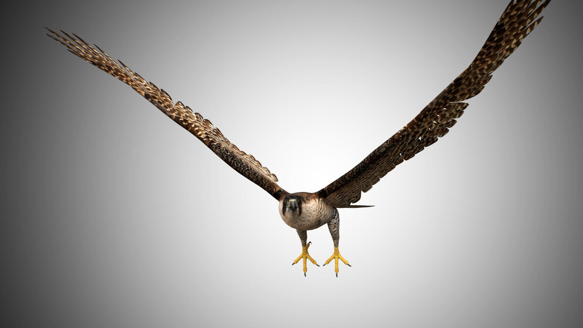 Falcon Bird - 3D Model by george55555