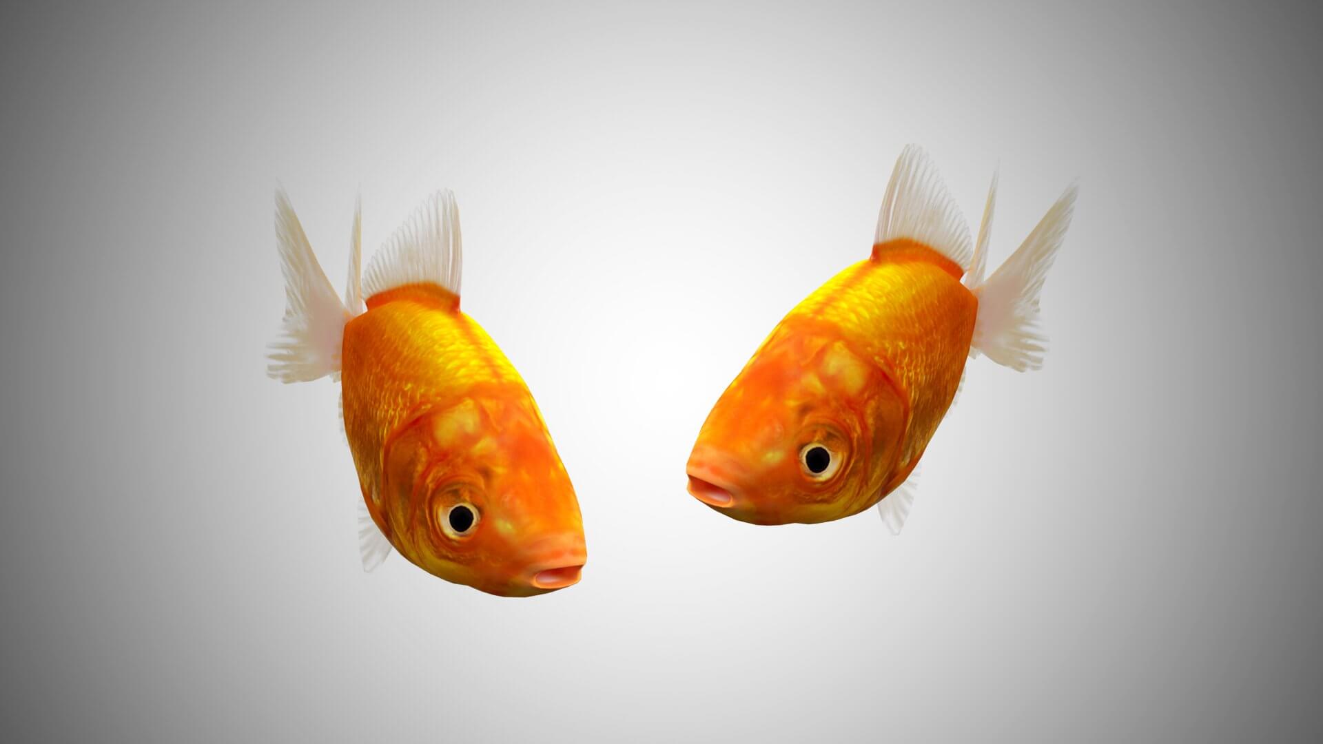 Goldfish - 3D Model by george55555