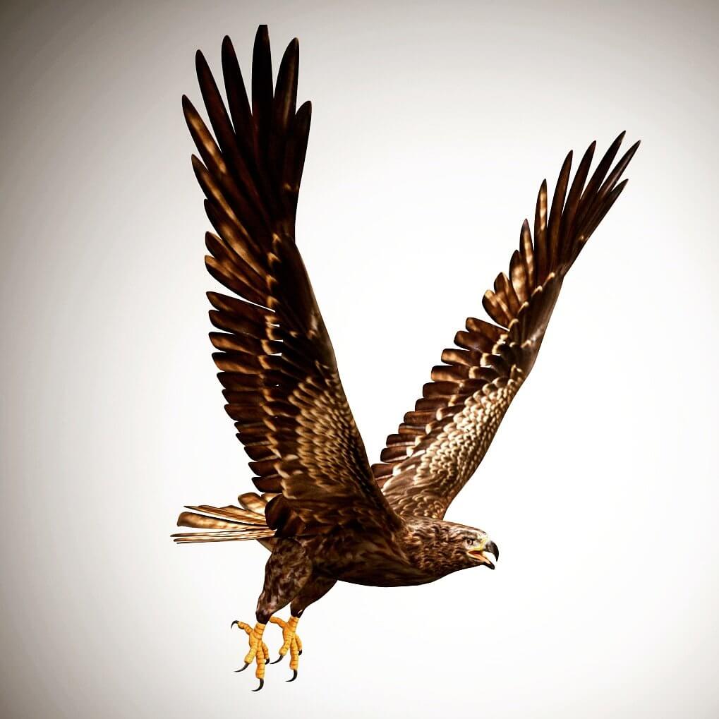 Hawk - 3D Model by george55555