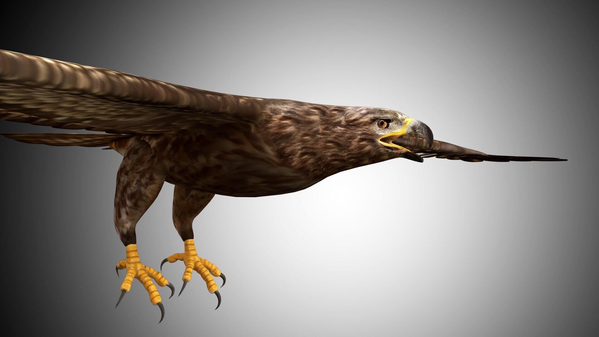 Hawk - 3D Model by george55555