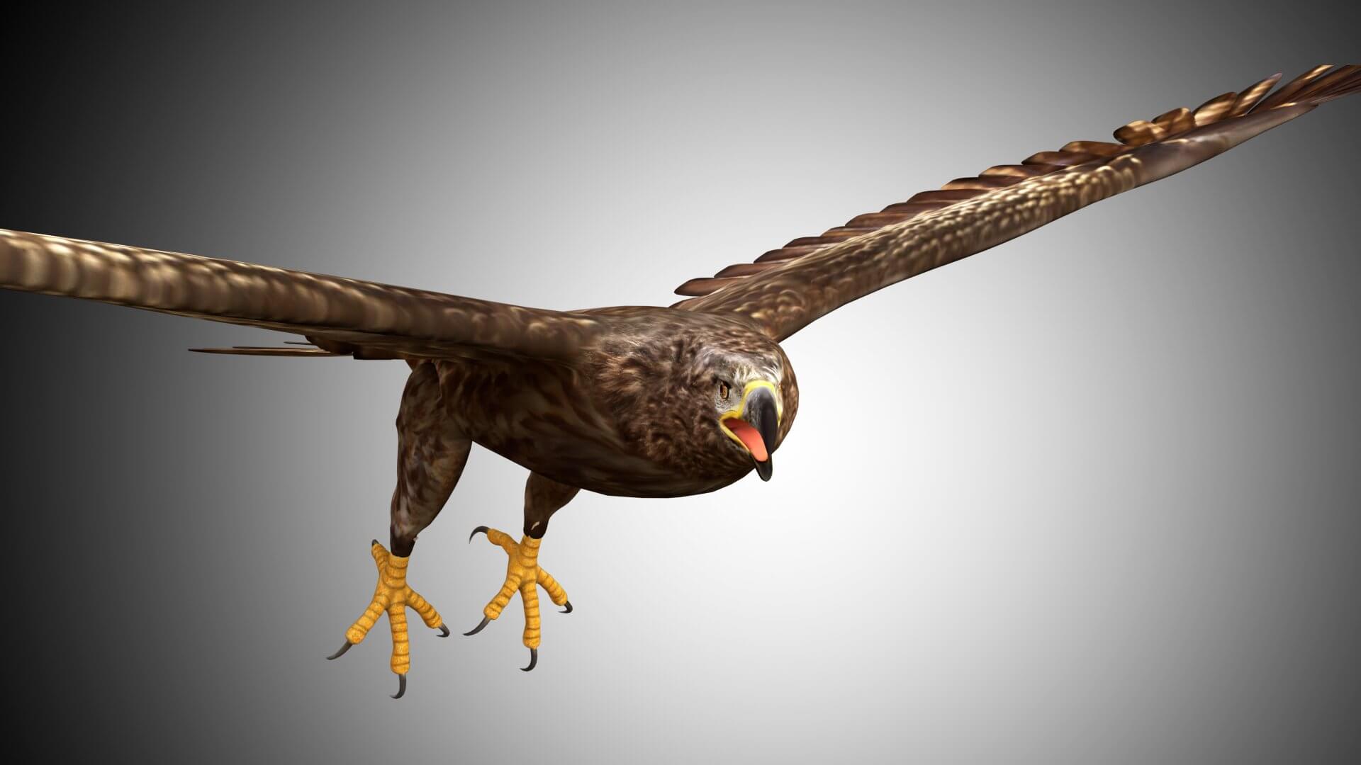 Hawk - 3D Model by george55555