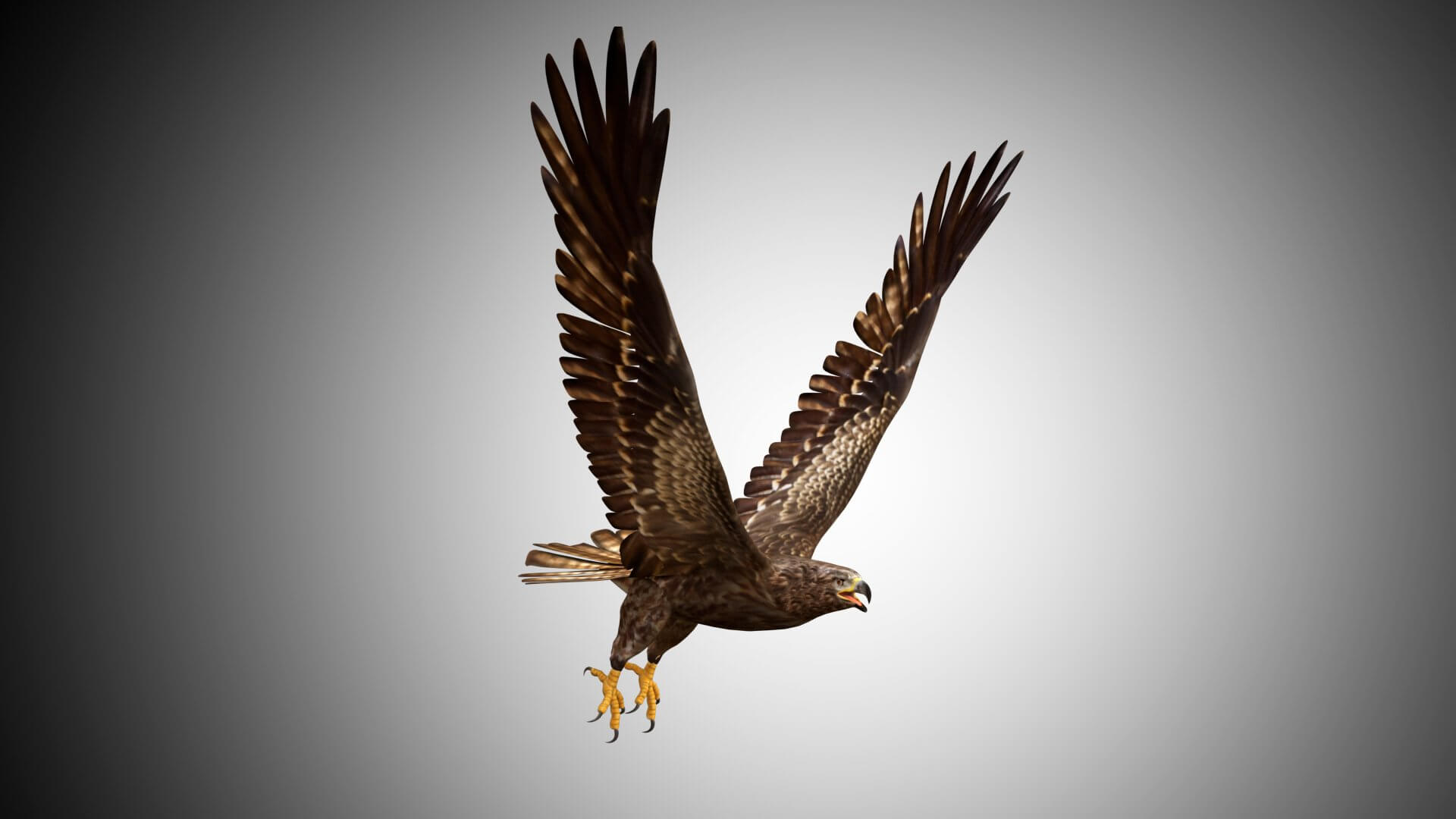 Hawk - 3D Model by george55555