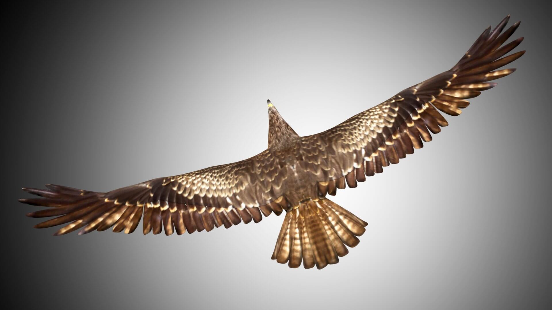 Hawk - 3D Model by george55555