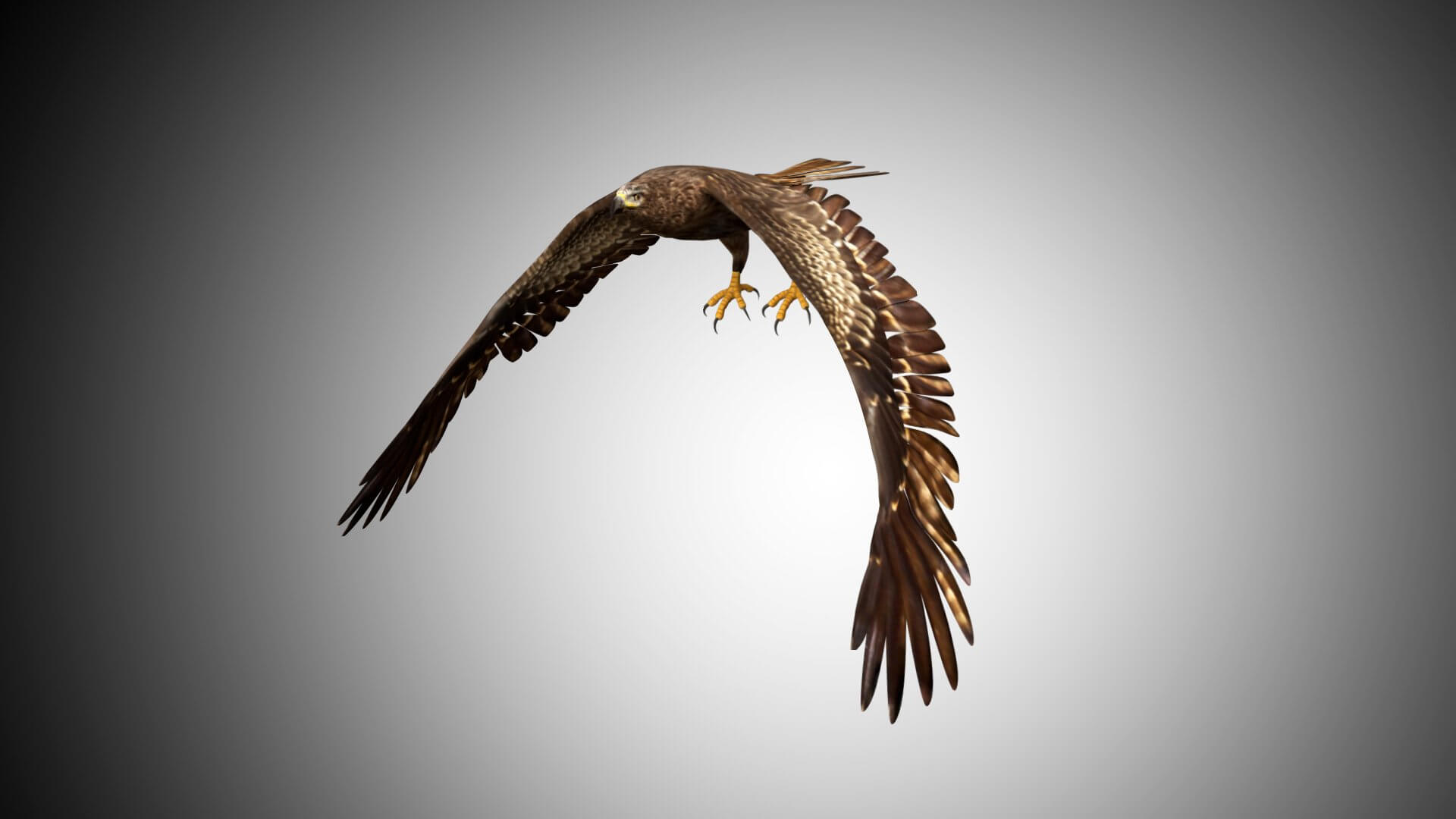 Hawk - 3D Model by george55555