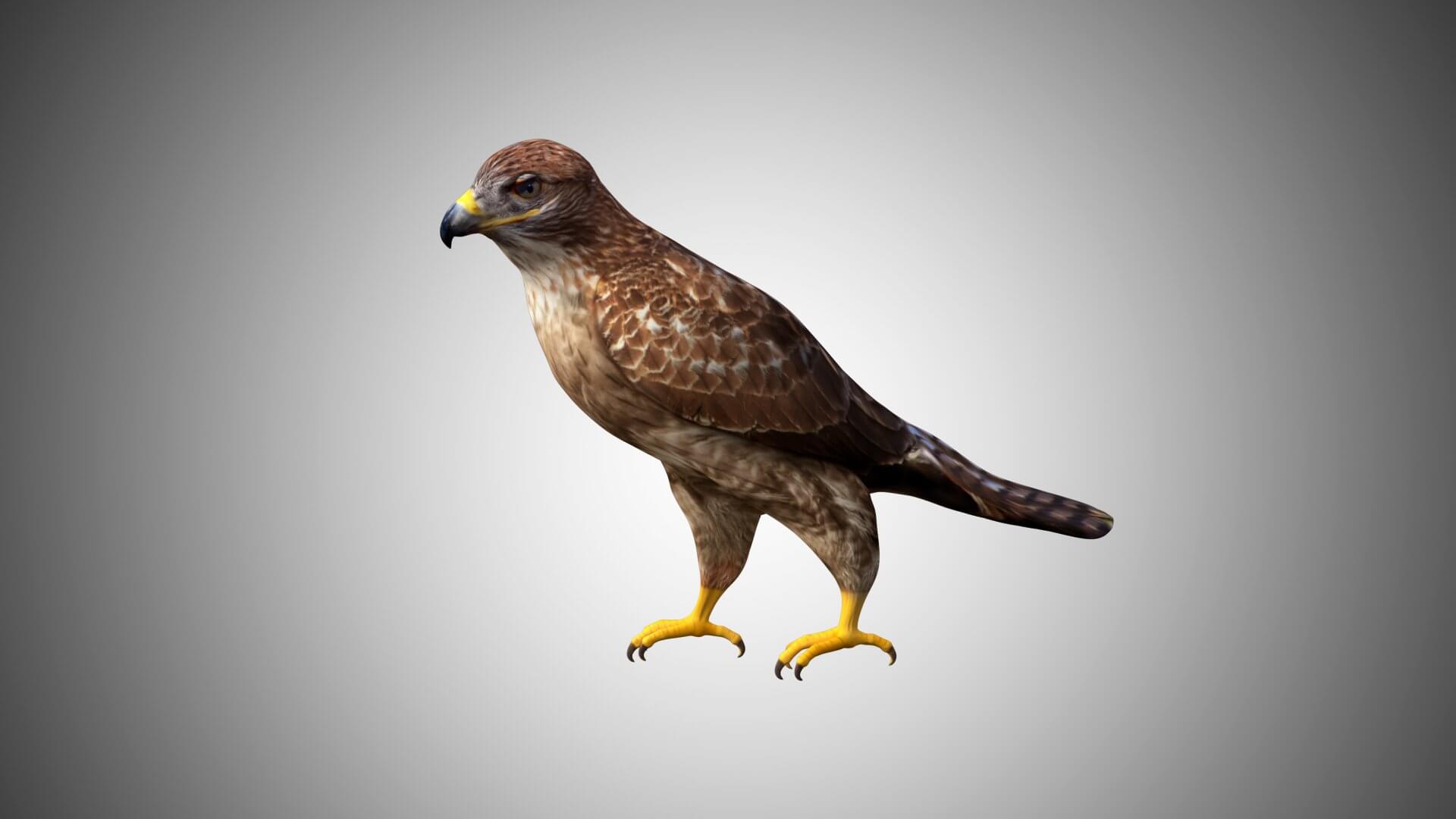 Hawk - 3D Model by george55555