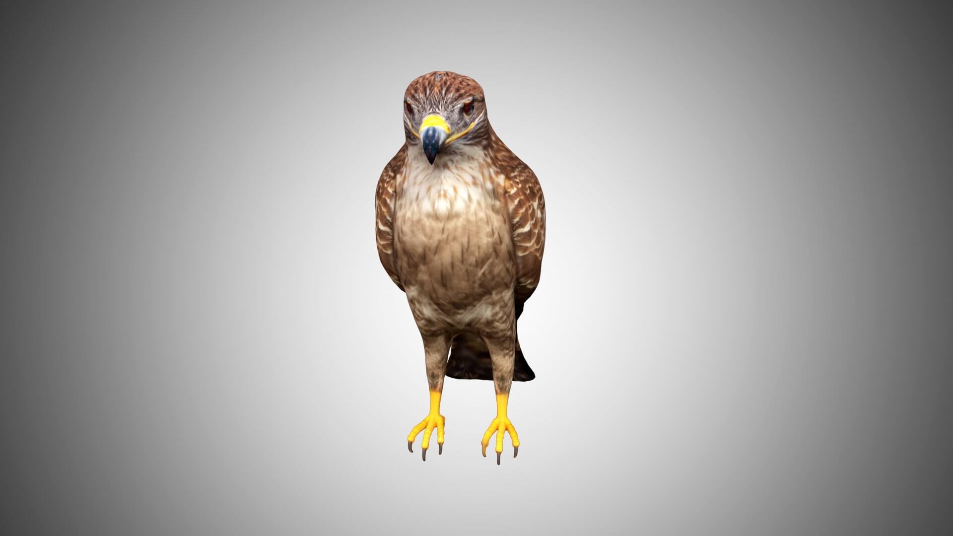 Hawk - 3D Model by george55555