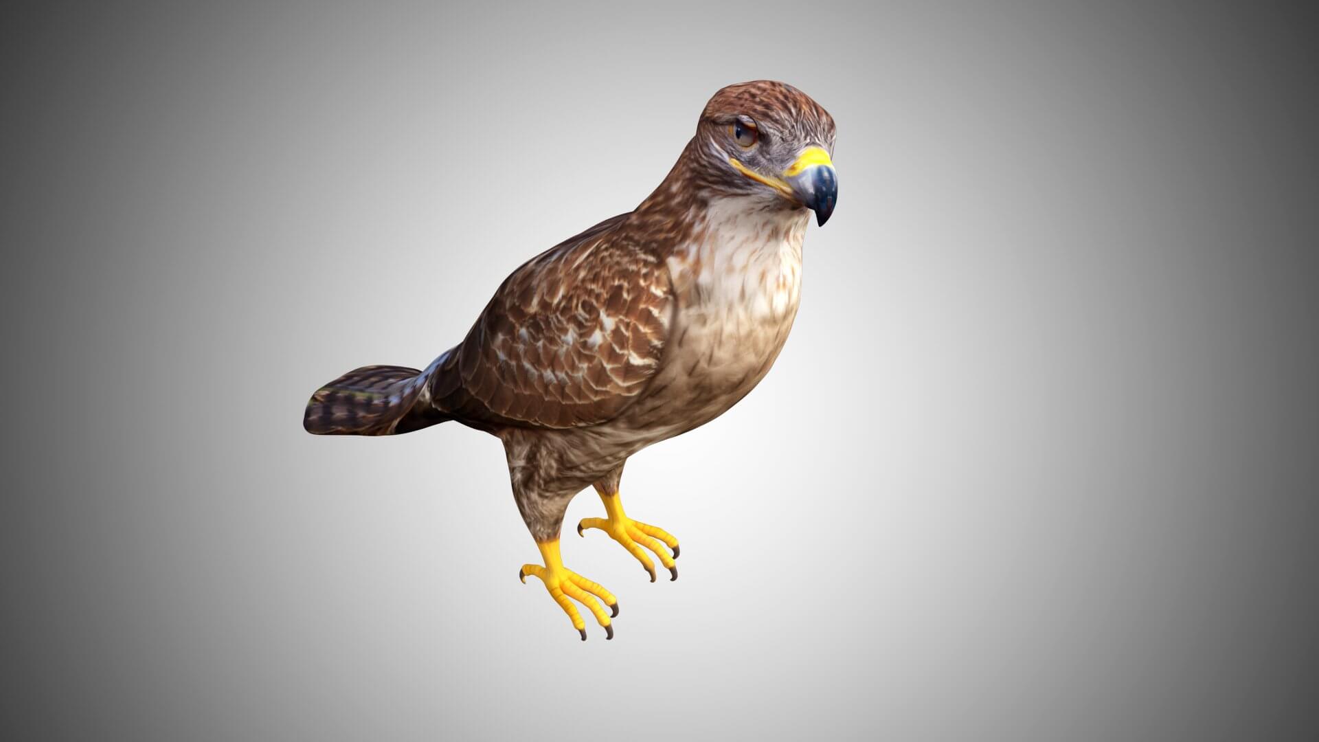 Hawk - 3D Model by george55555