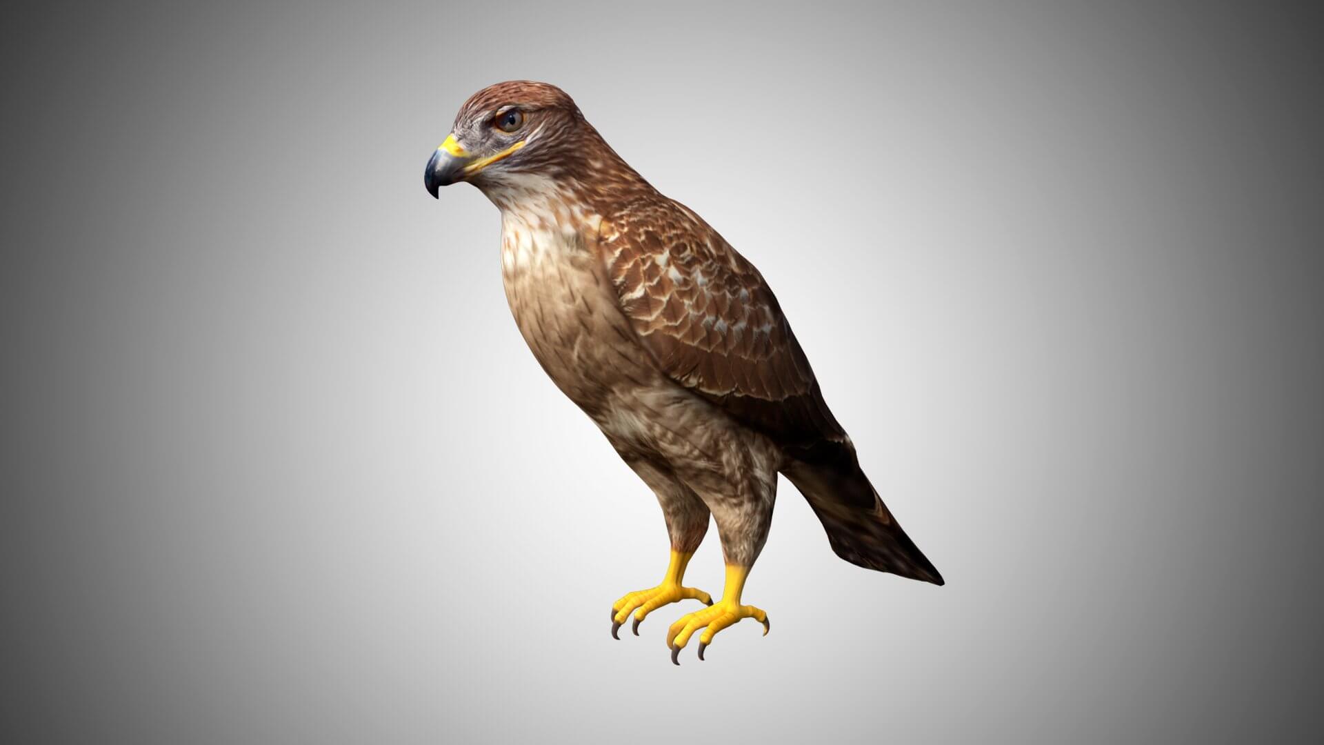 Hawk - 3D Model by george55555