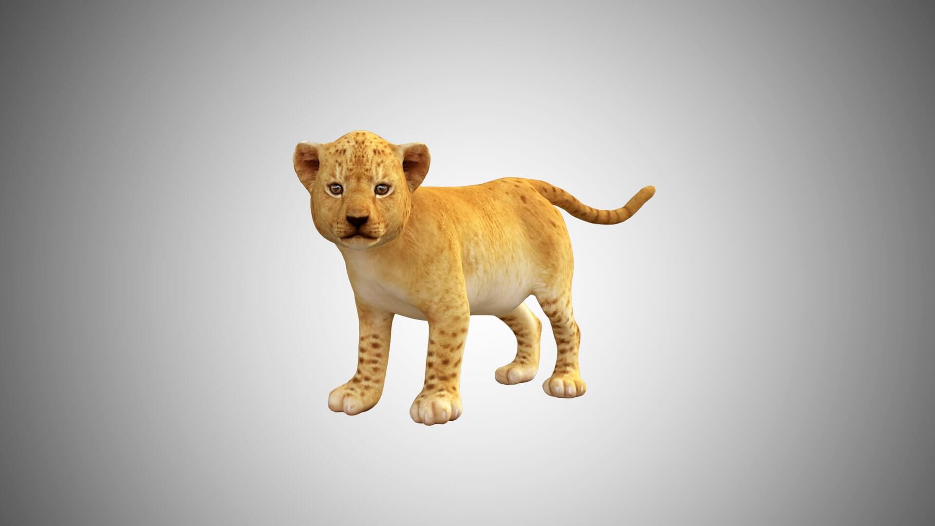 Lion Cub Baby - 3D Model by george55555
