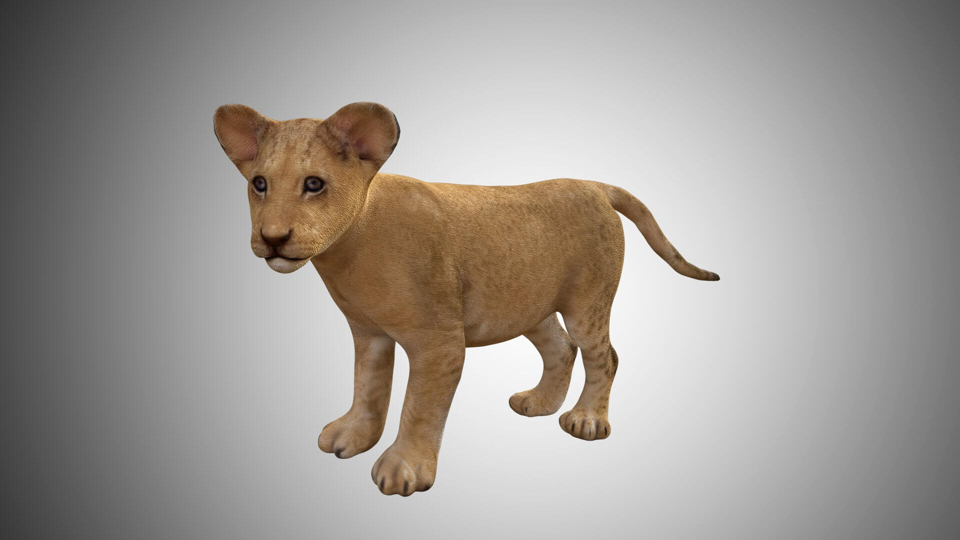Lion Cub - 3D Model by george55555