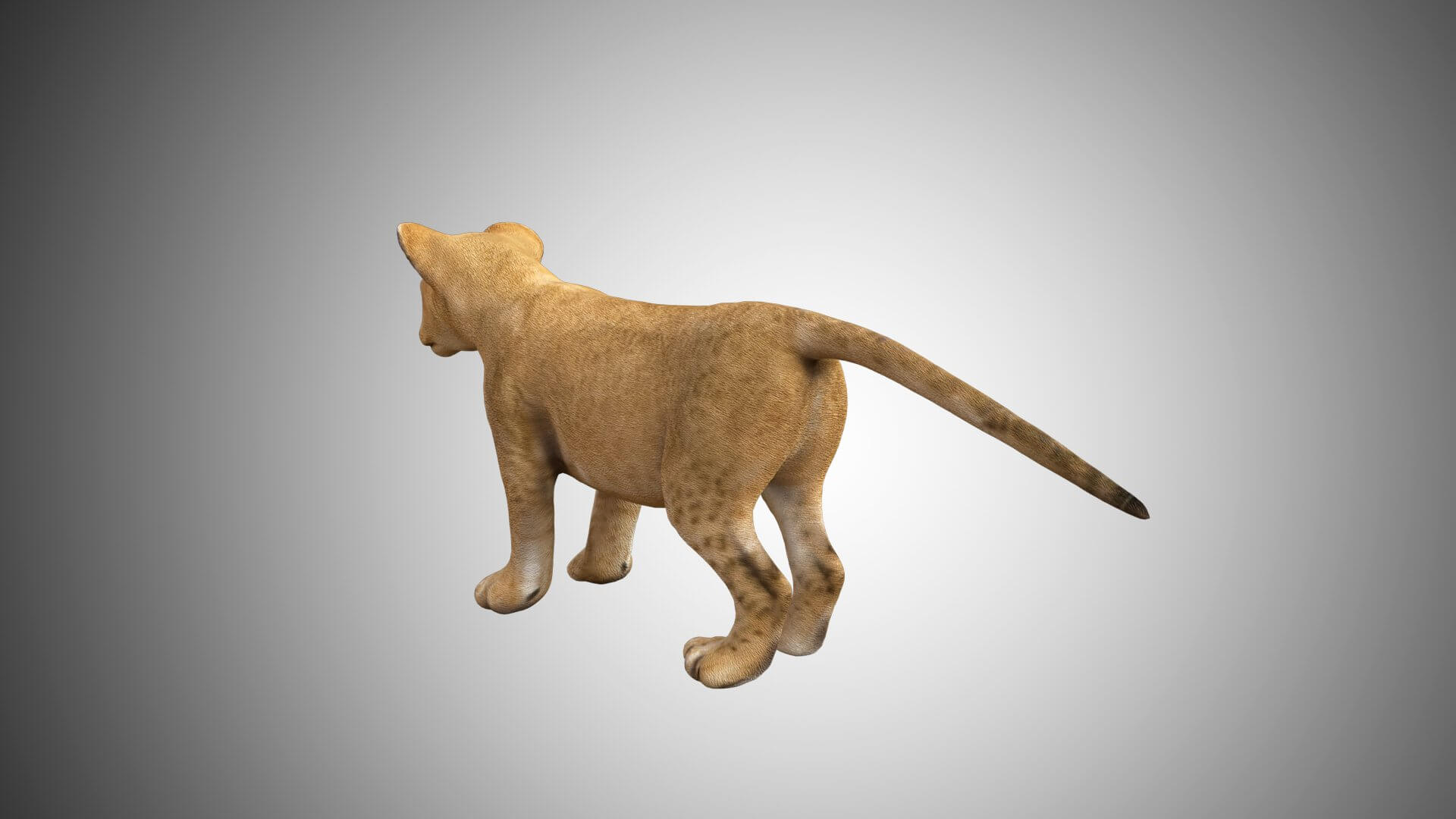Lion Cub - 3D Model by george55555