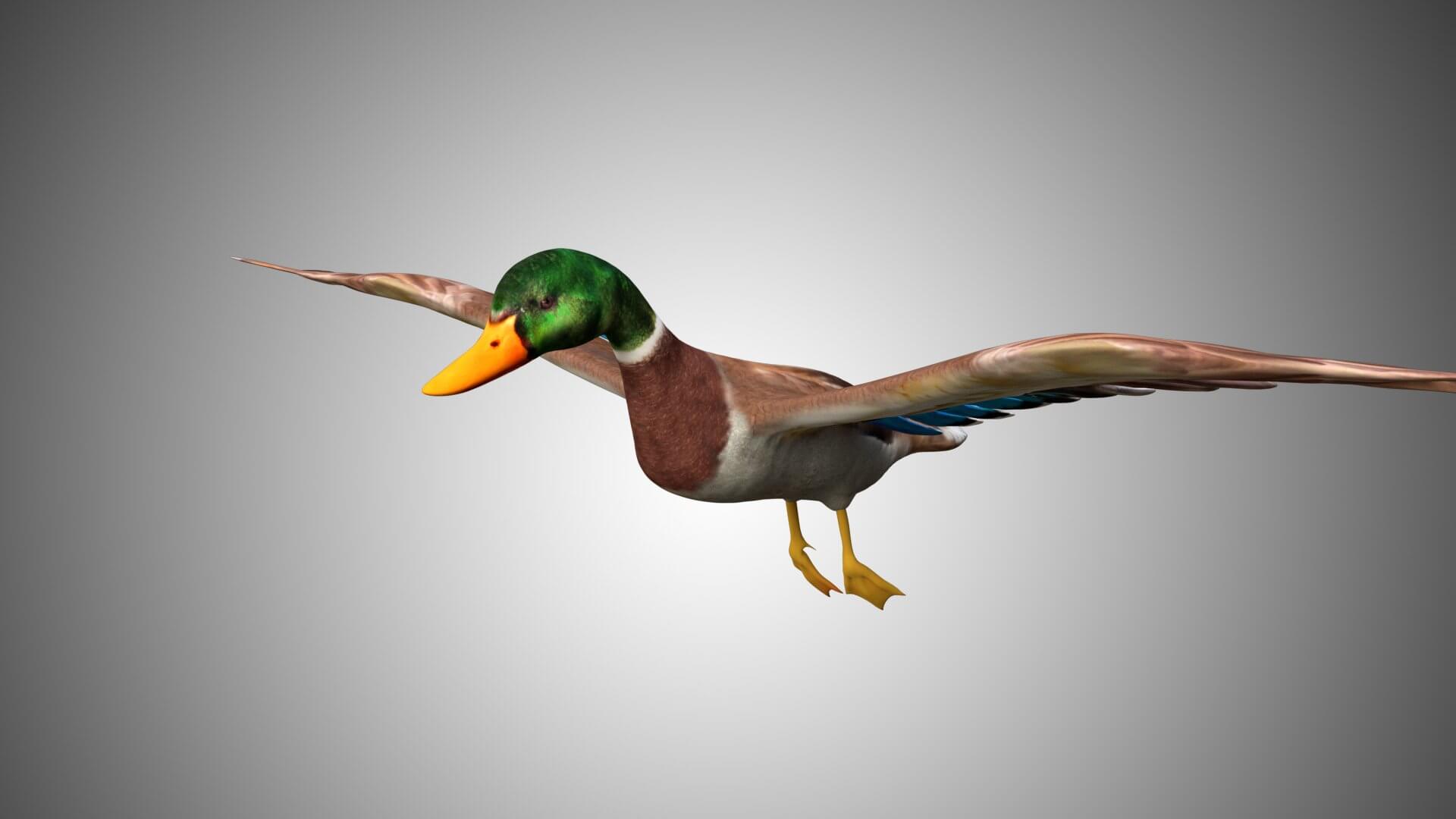Mallard Duck - 3D Model by george55555