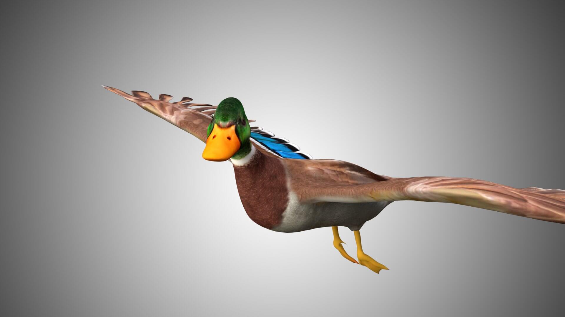 Mallard Duck - 3D Model by george55555