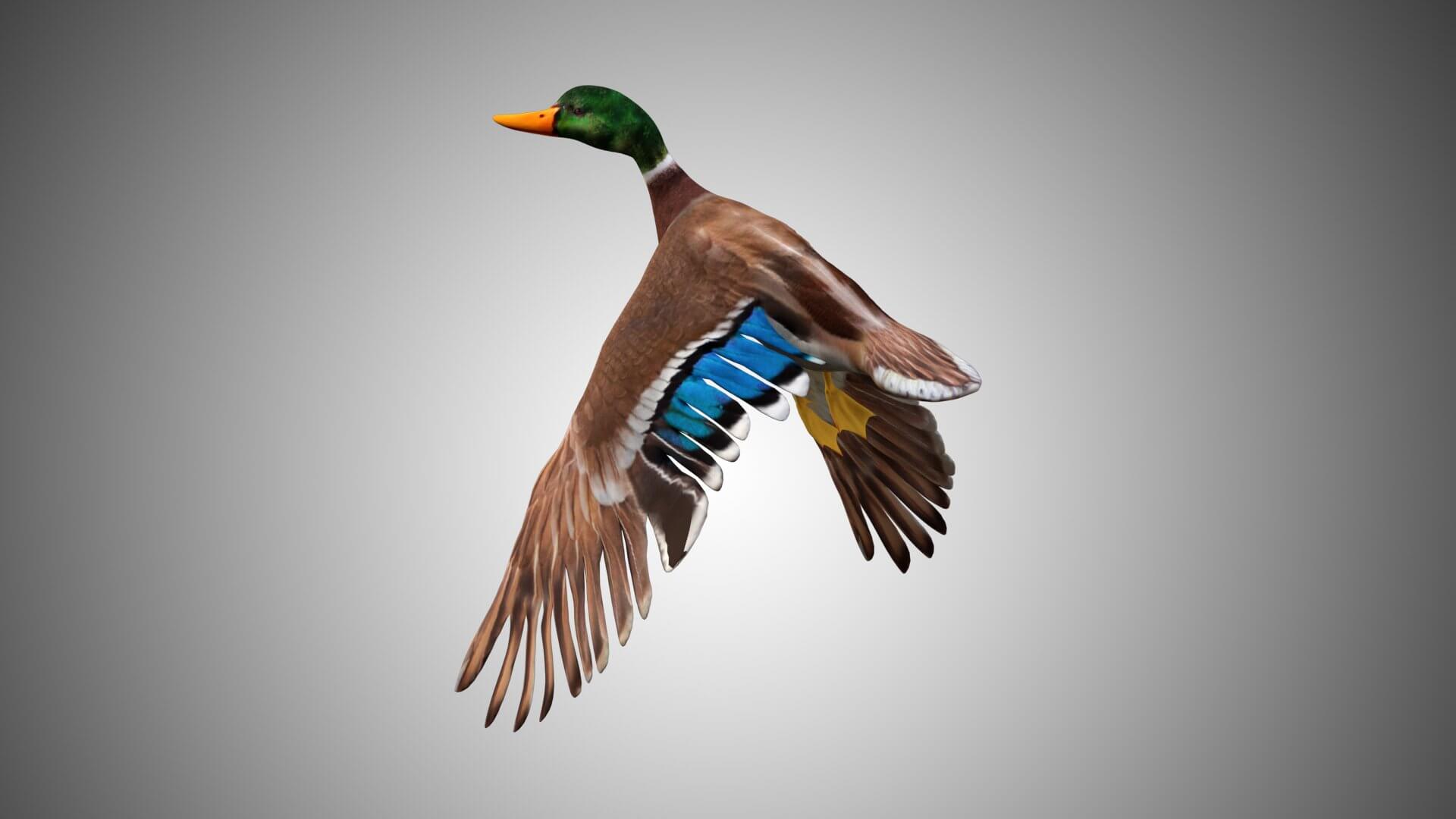 Mallard Duck - 3D Model by george55555