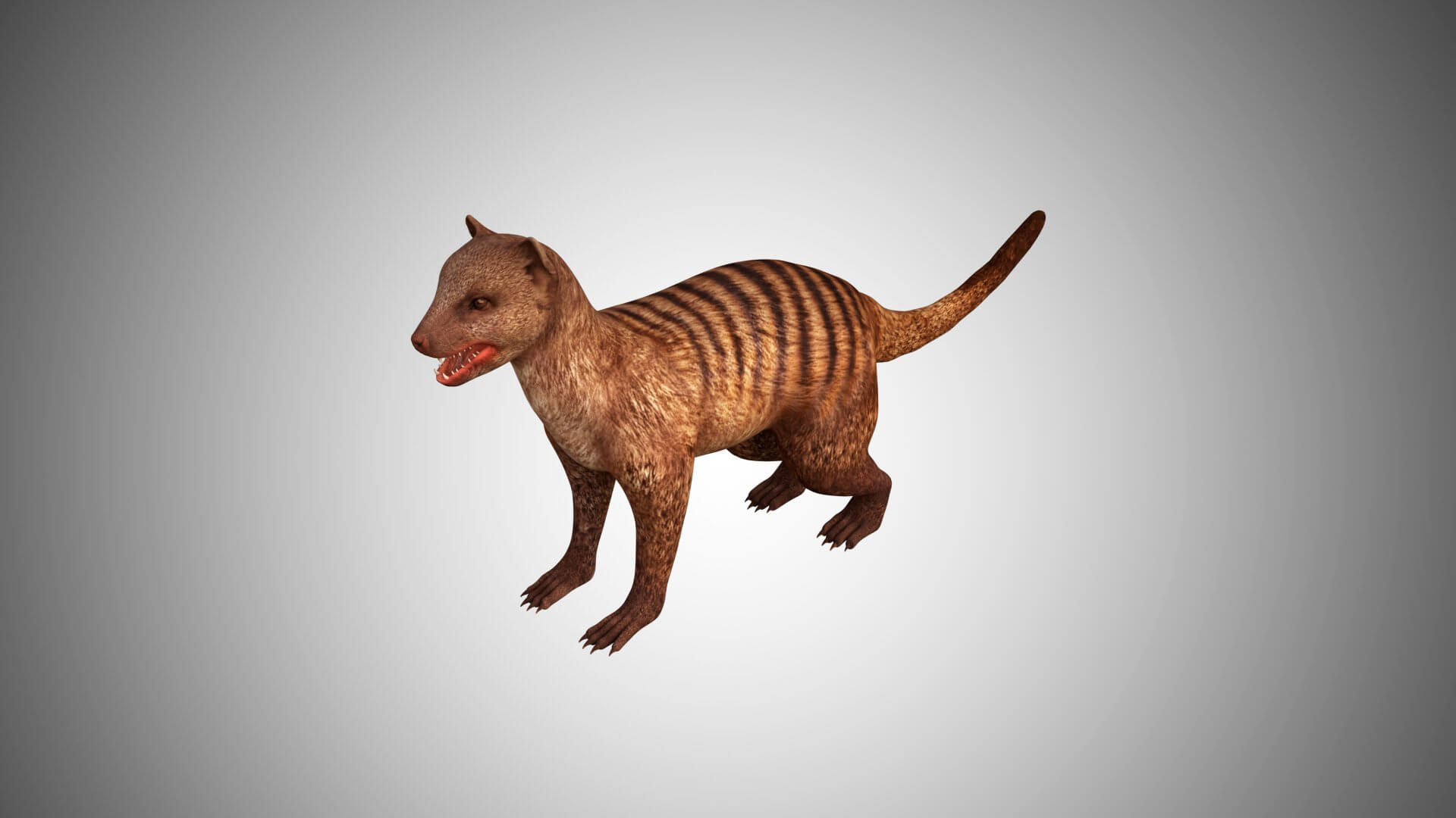 Mongoose - 3D Model by george55555