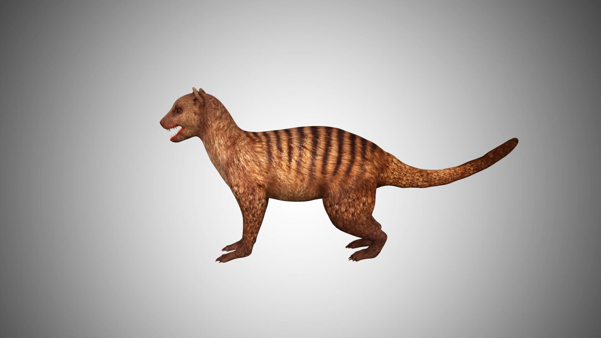 Mongoose - 3D Model by george55555