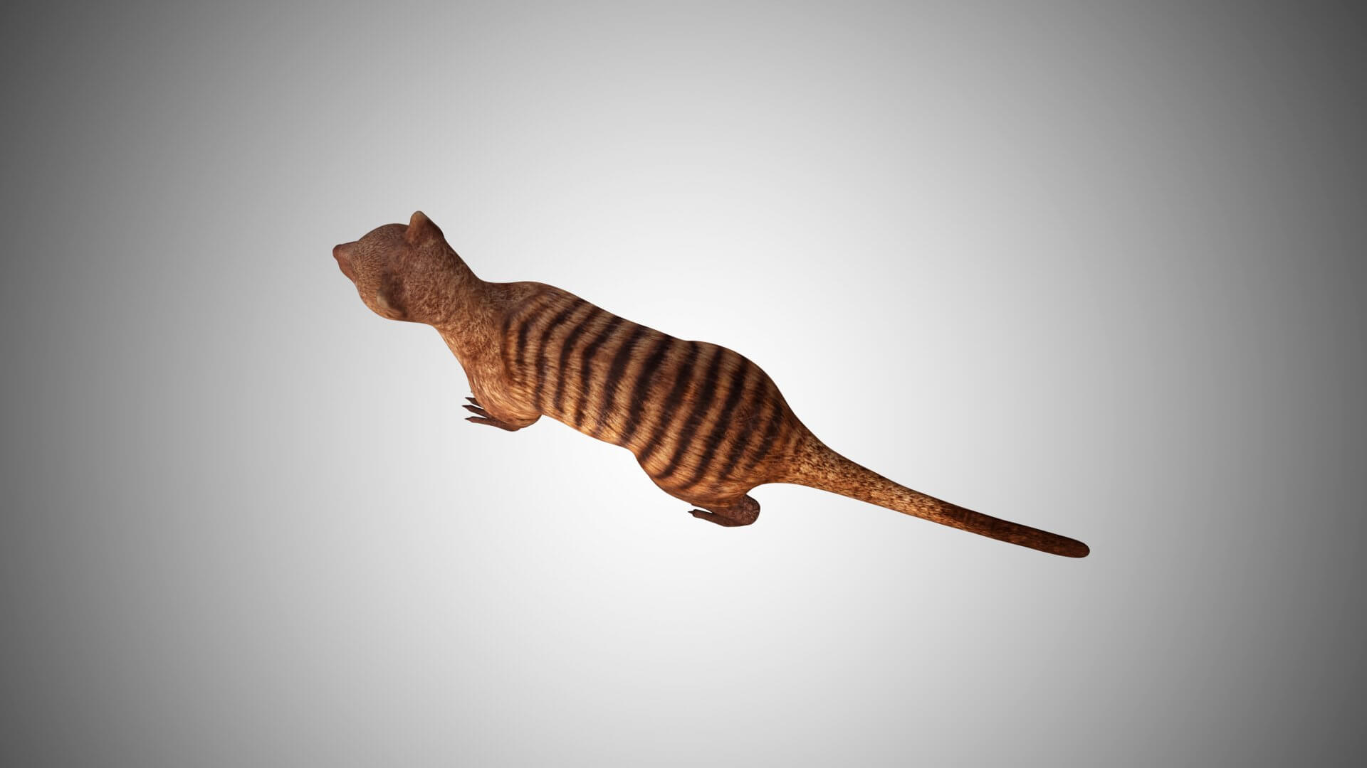 Mongoose - 3D Model by george55555