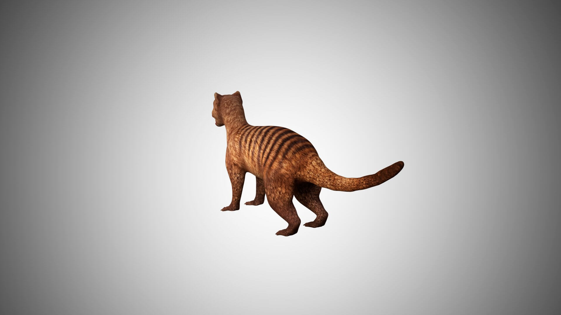 Mongoose - 3D Model by george55555