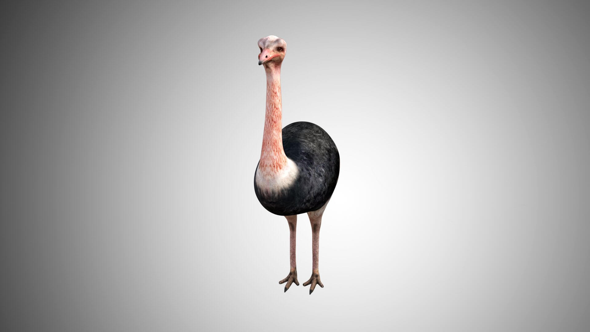Ostrich - 3D Model by george55555