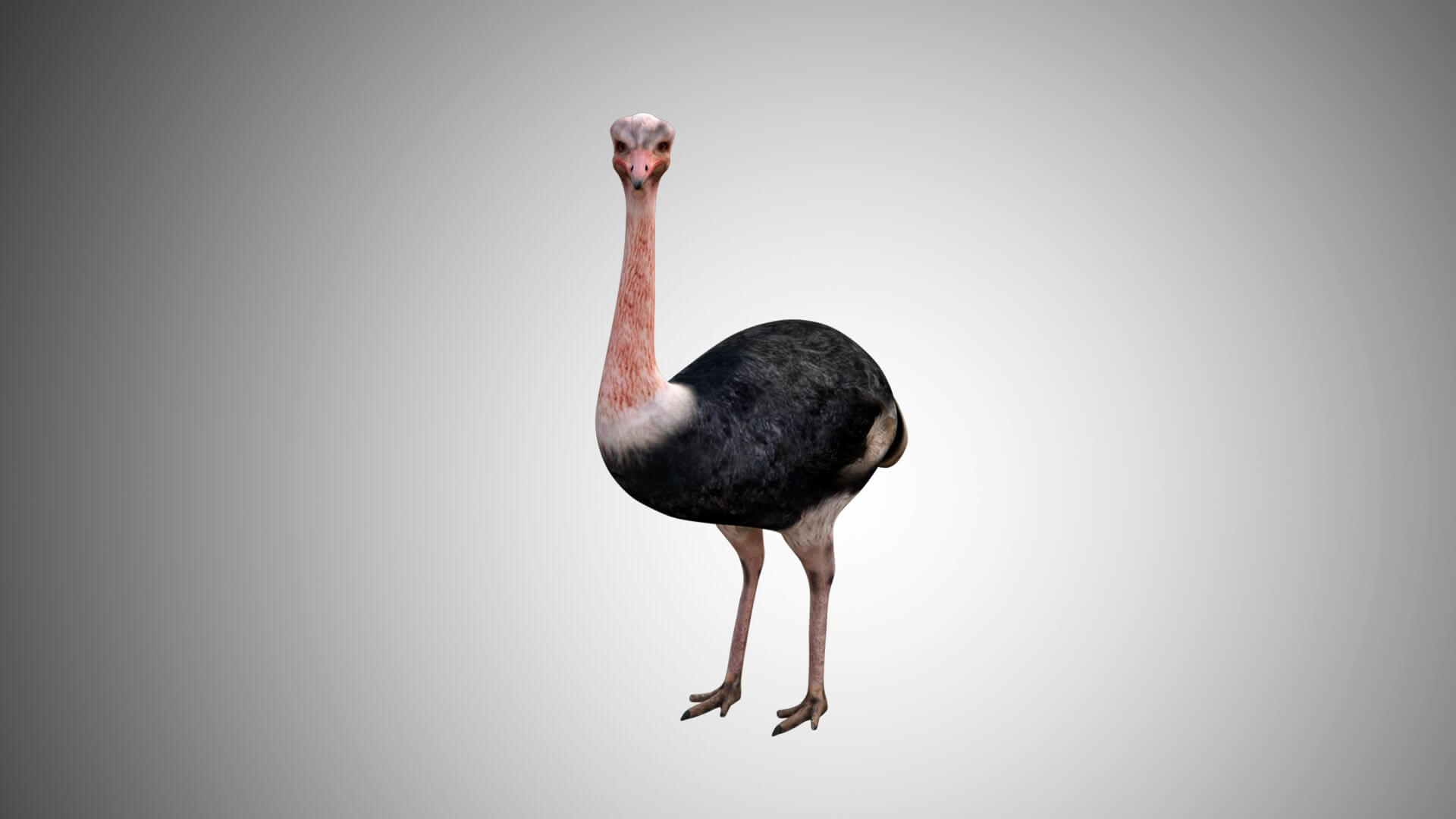 Ostrich - 3D Model by george55555