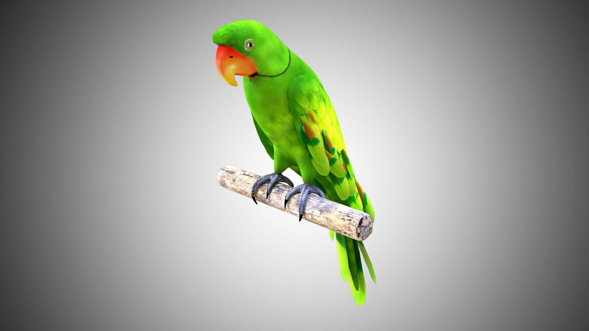 Parrot - 3D Model by george55555