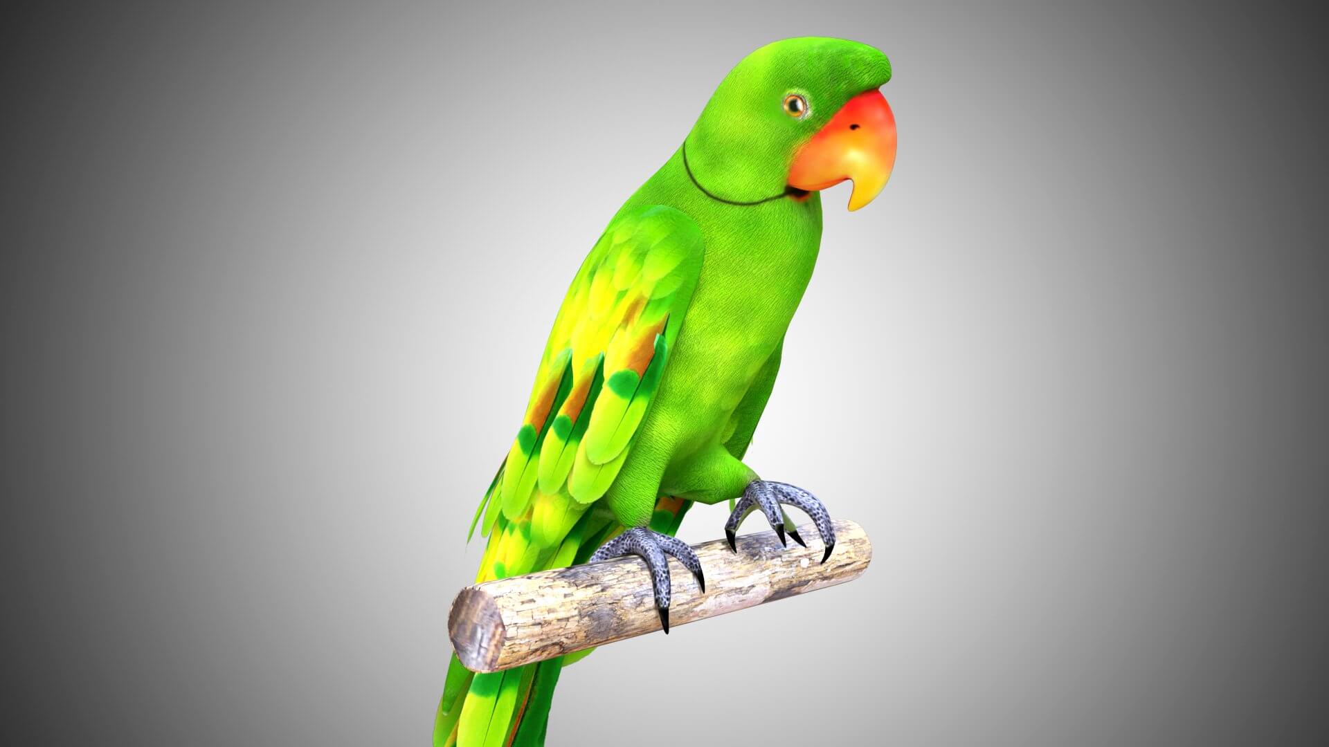 Parrot - 3D Model by george55555