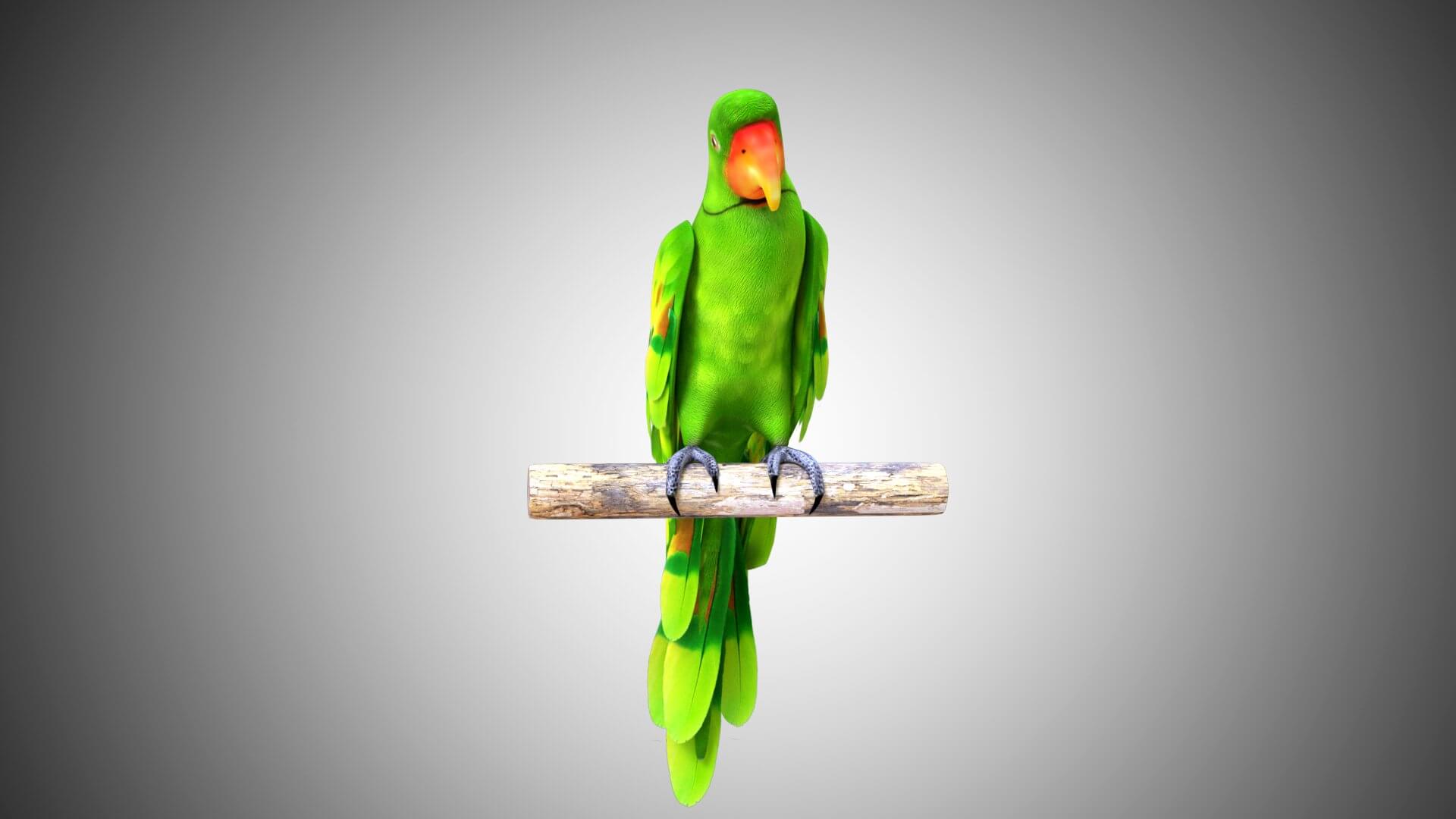 Parrot - 3D Model by george55555