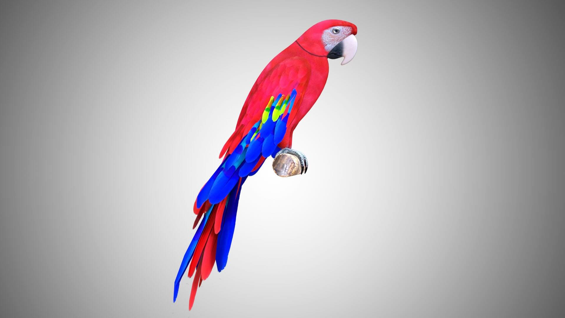 Parrot - 3D Model by george55555