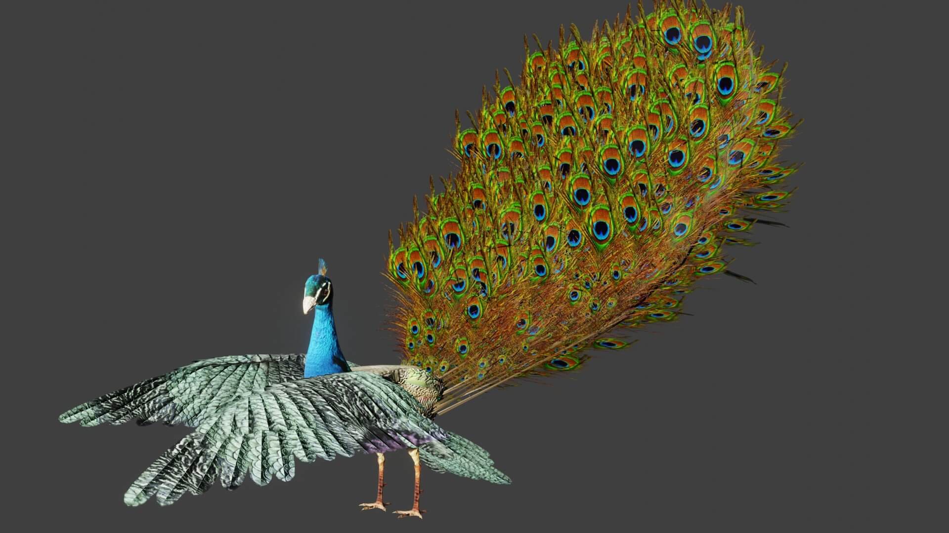 Peacock Bird - 3D Model by george55555