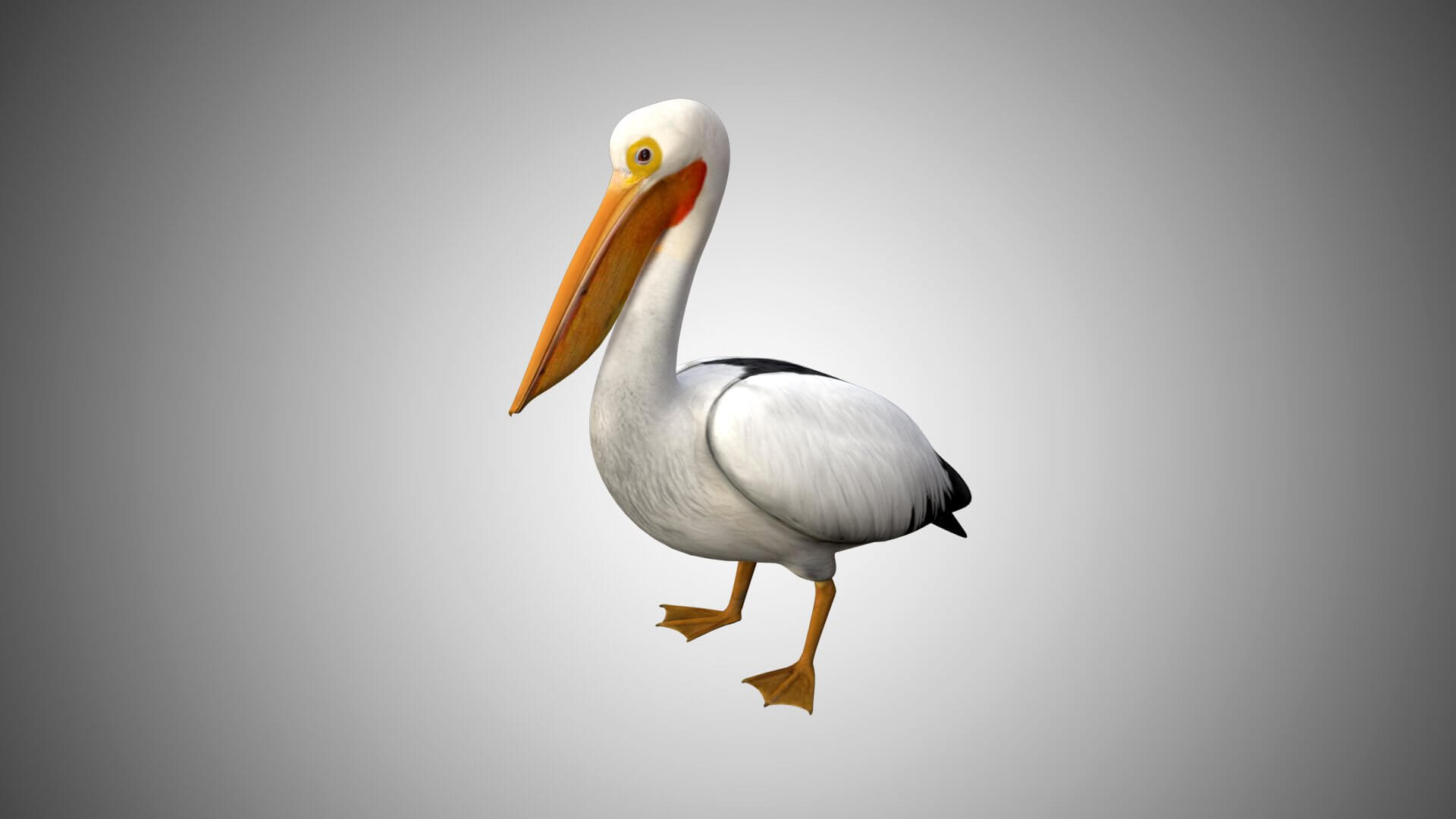 Pelican - 3D Model by george55555