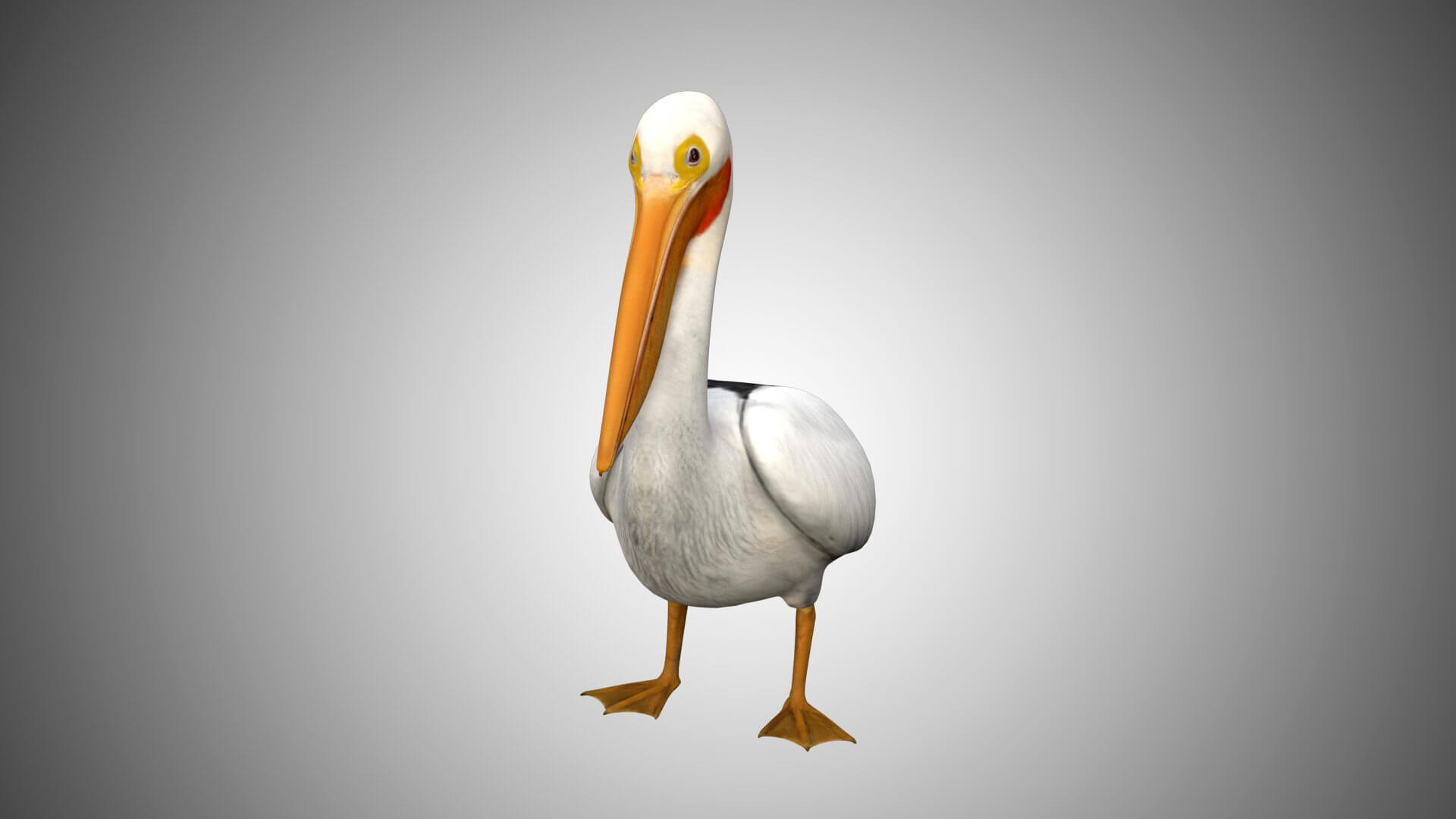 Pelican - 3D Model by george55555