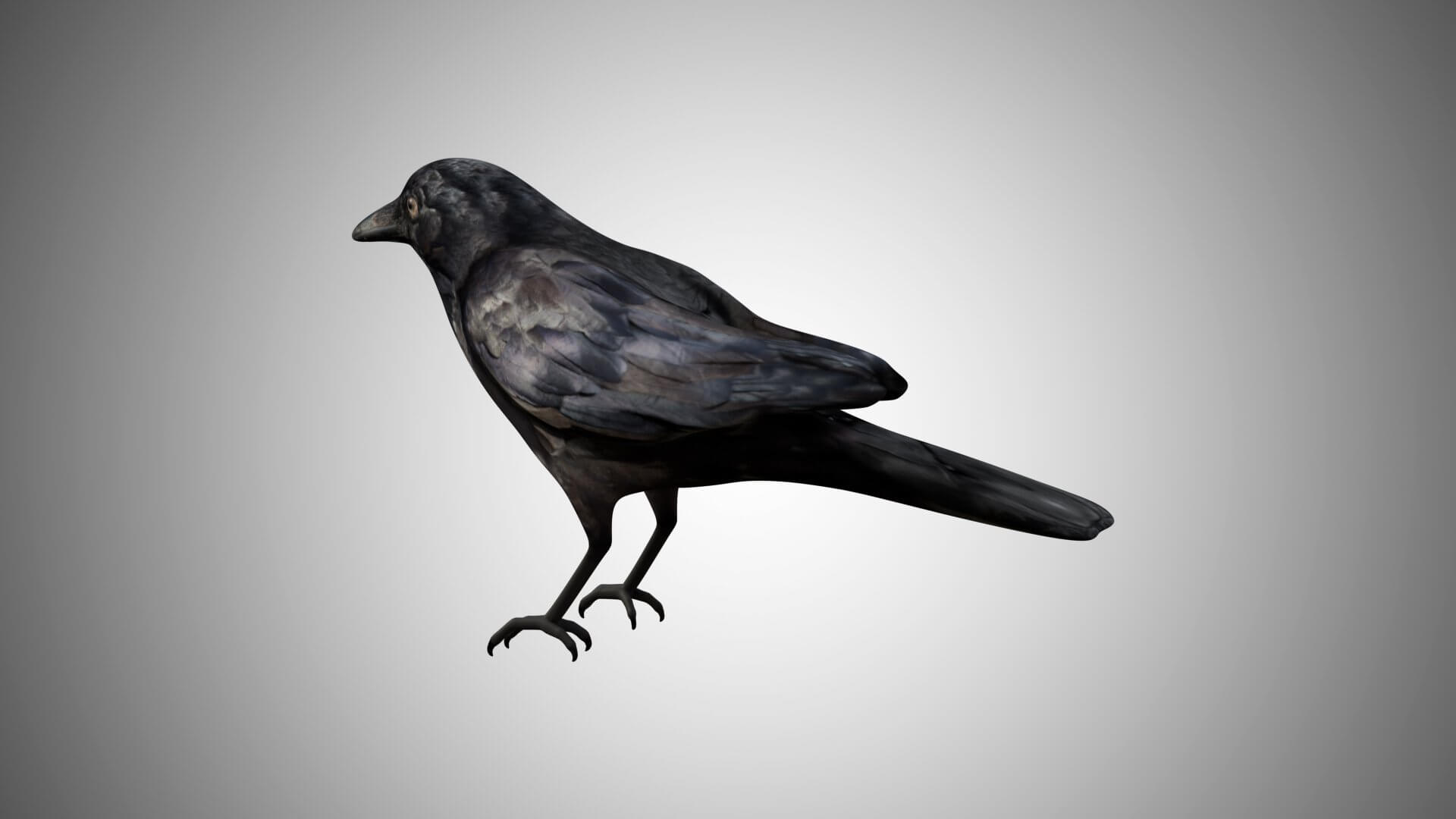 Raven Crow - 3D Model by george55555