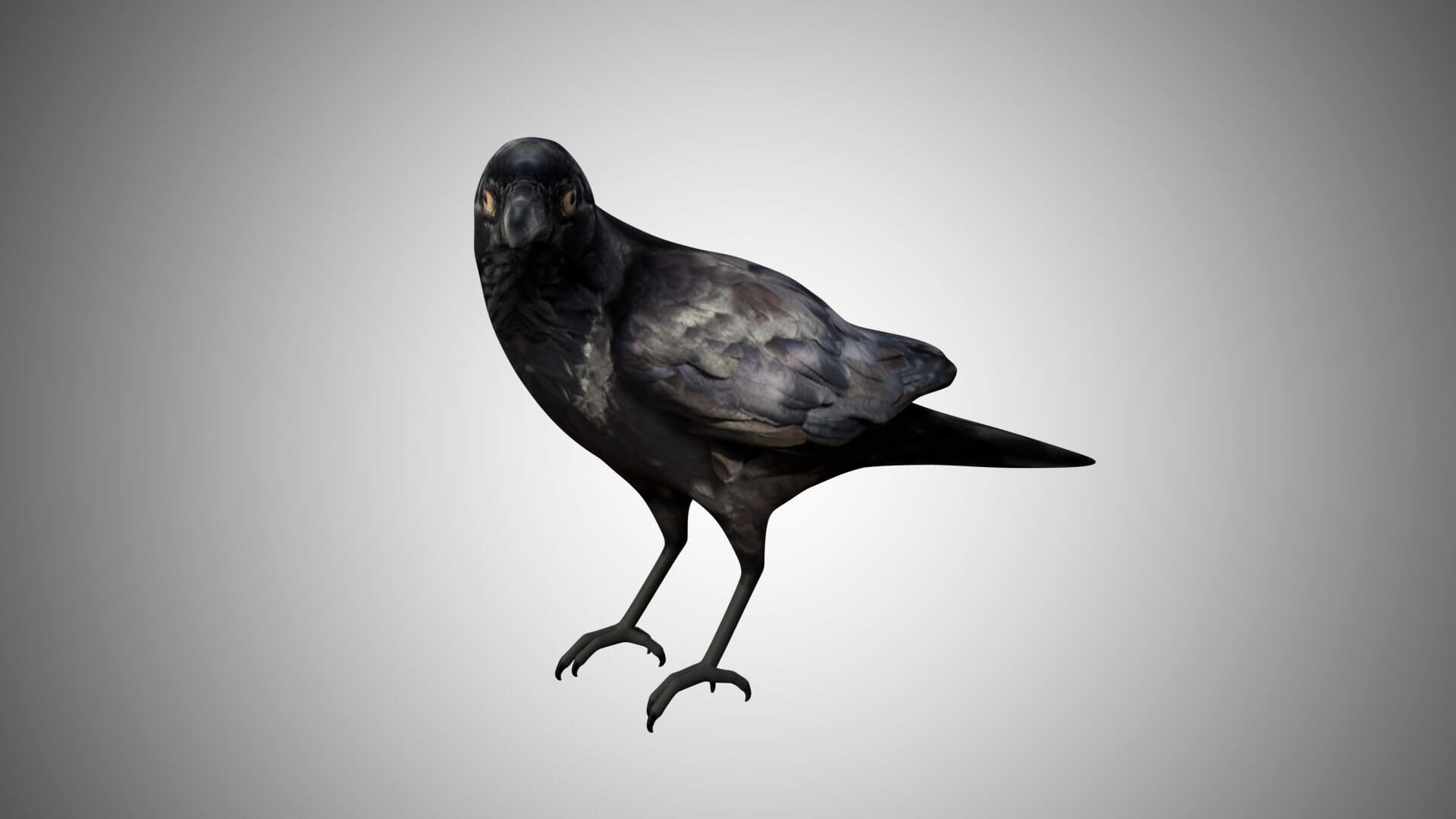Raven Crow - 3D Model by george55555