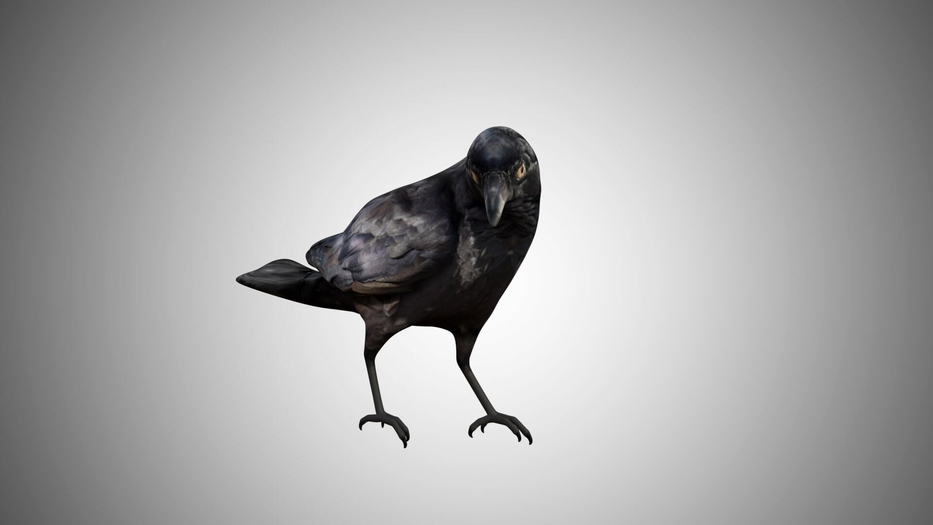 Raven Crow - 3D Model by george55555