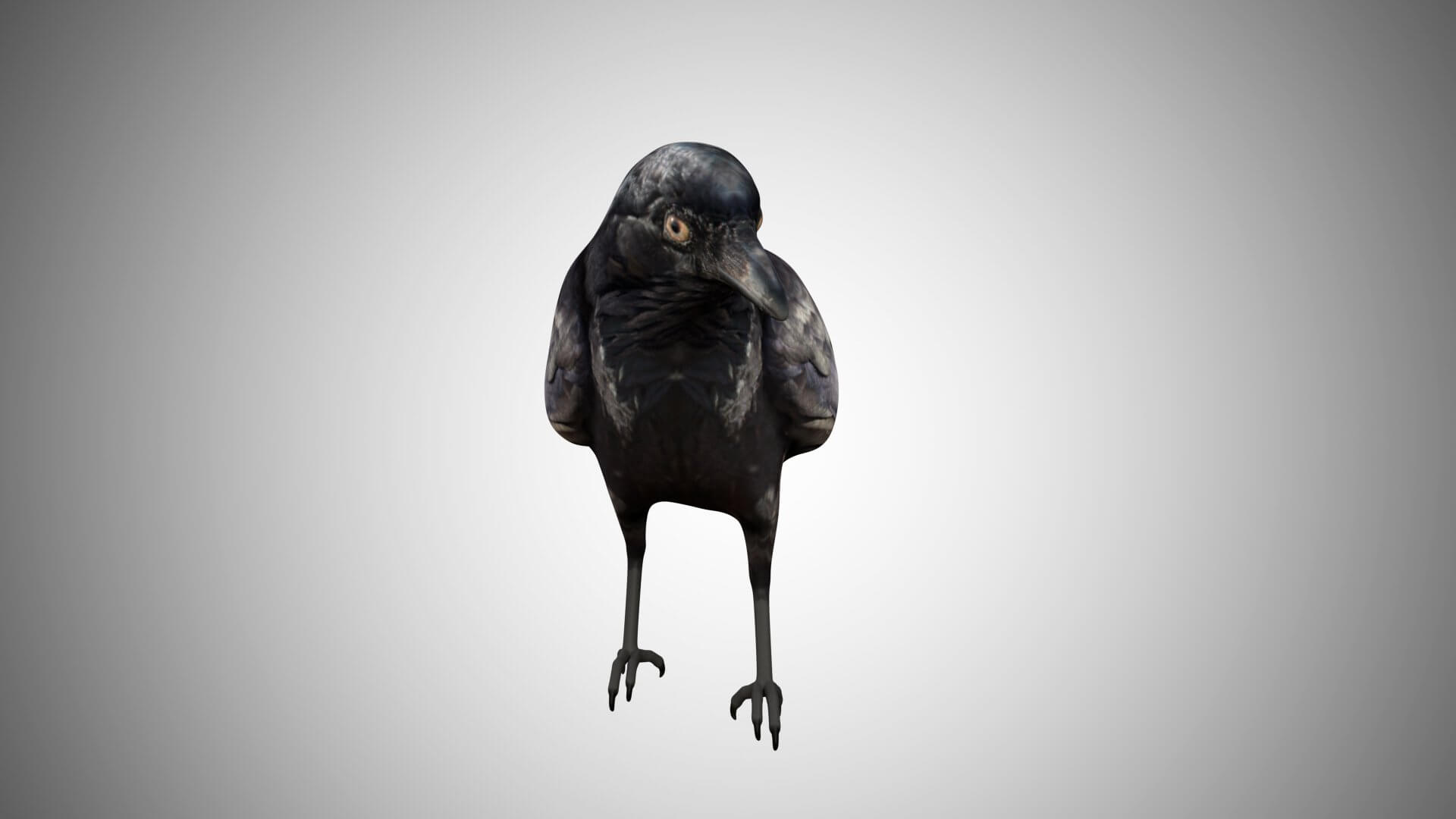 Raven Crow - 3D Model by george55555