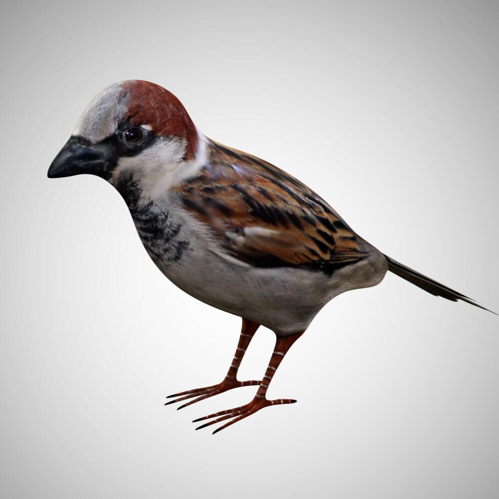 Sparrow - 3D Model by george55555