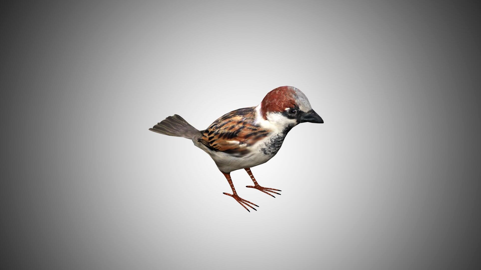 Sparrow - 3D Model by george55555
