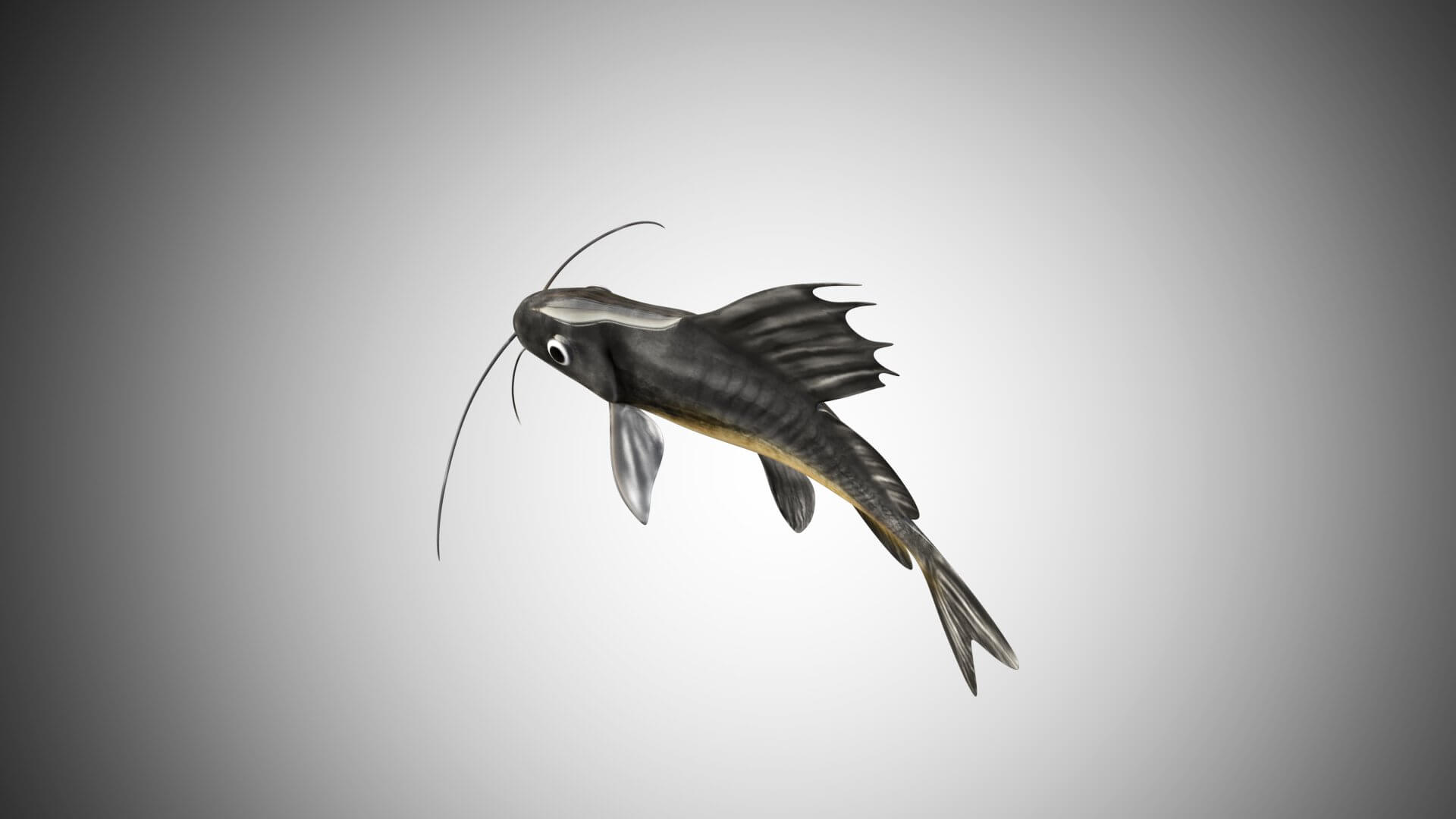 Rigged Catfish - 3D Model by george55555