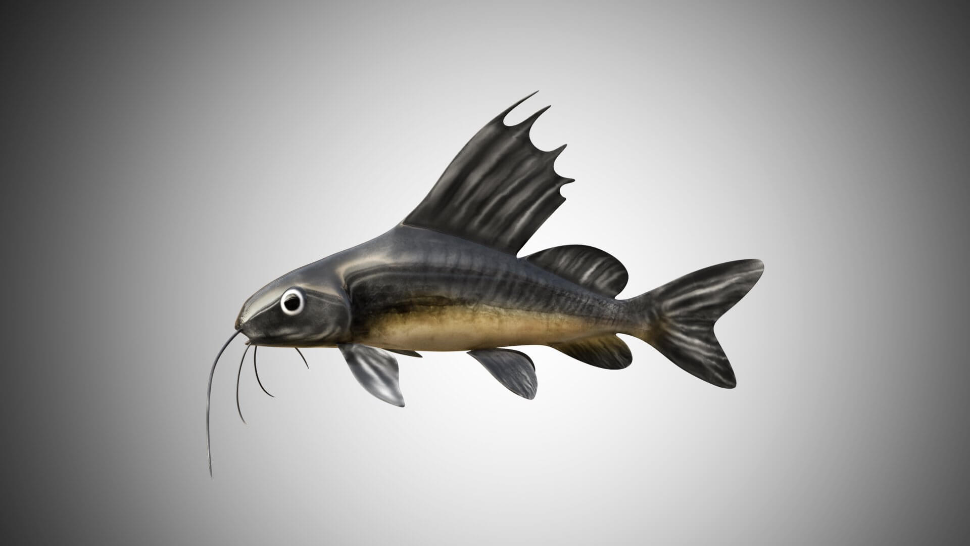 Rigged Catfish - 3D Model by george55555
