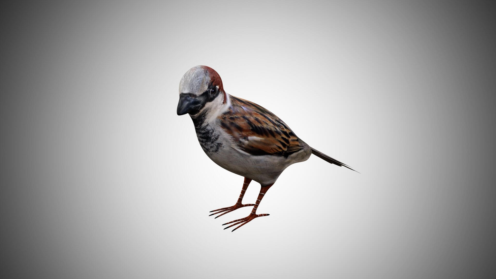Sparrow - 3D Model by george55555