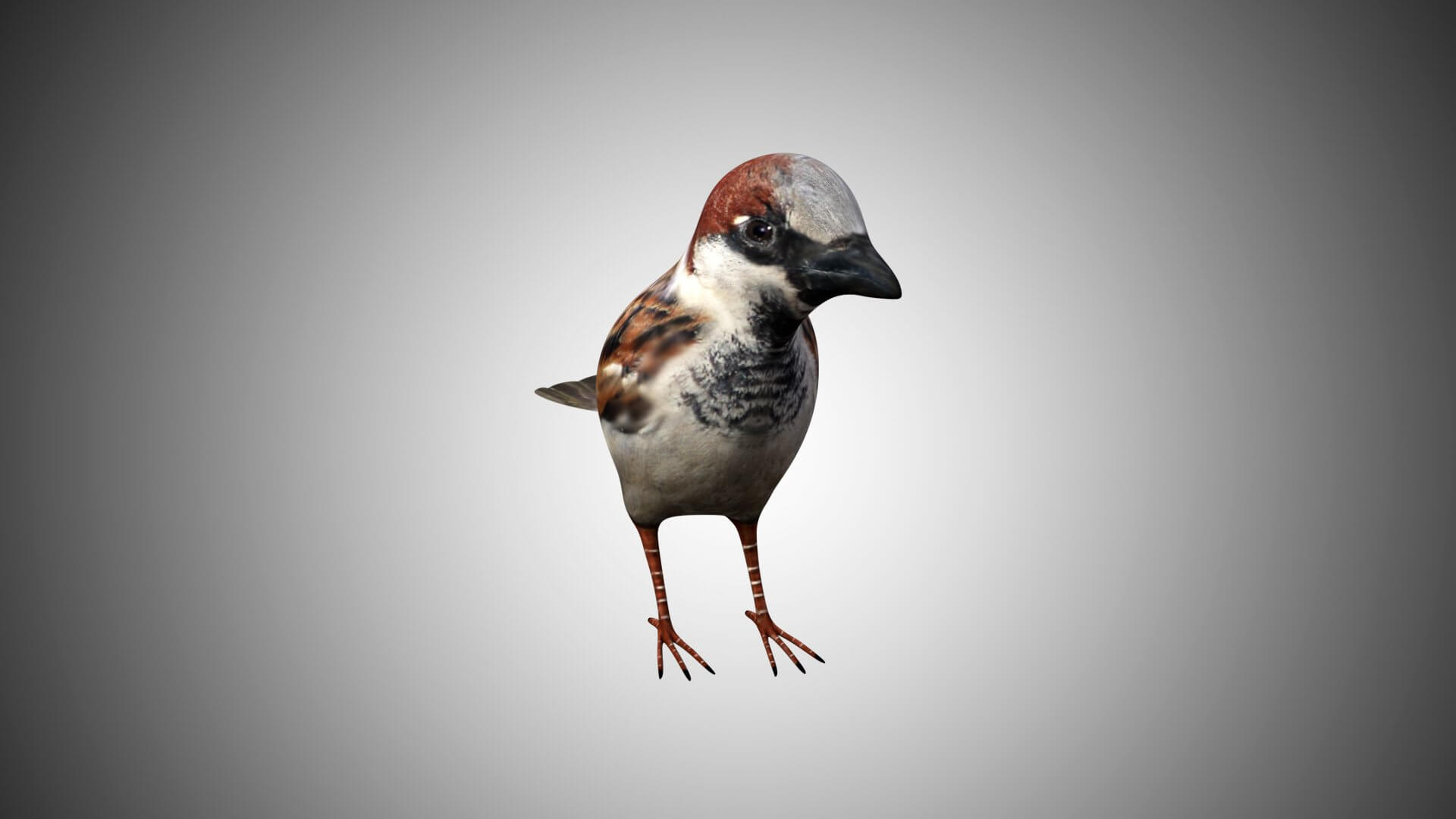 Sparrow - 3D Model by george55555