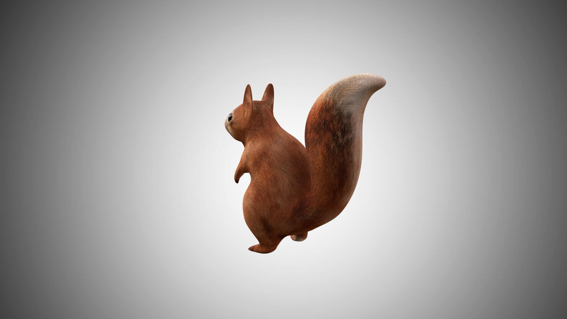 Squirrel - 3D Model by george55555