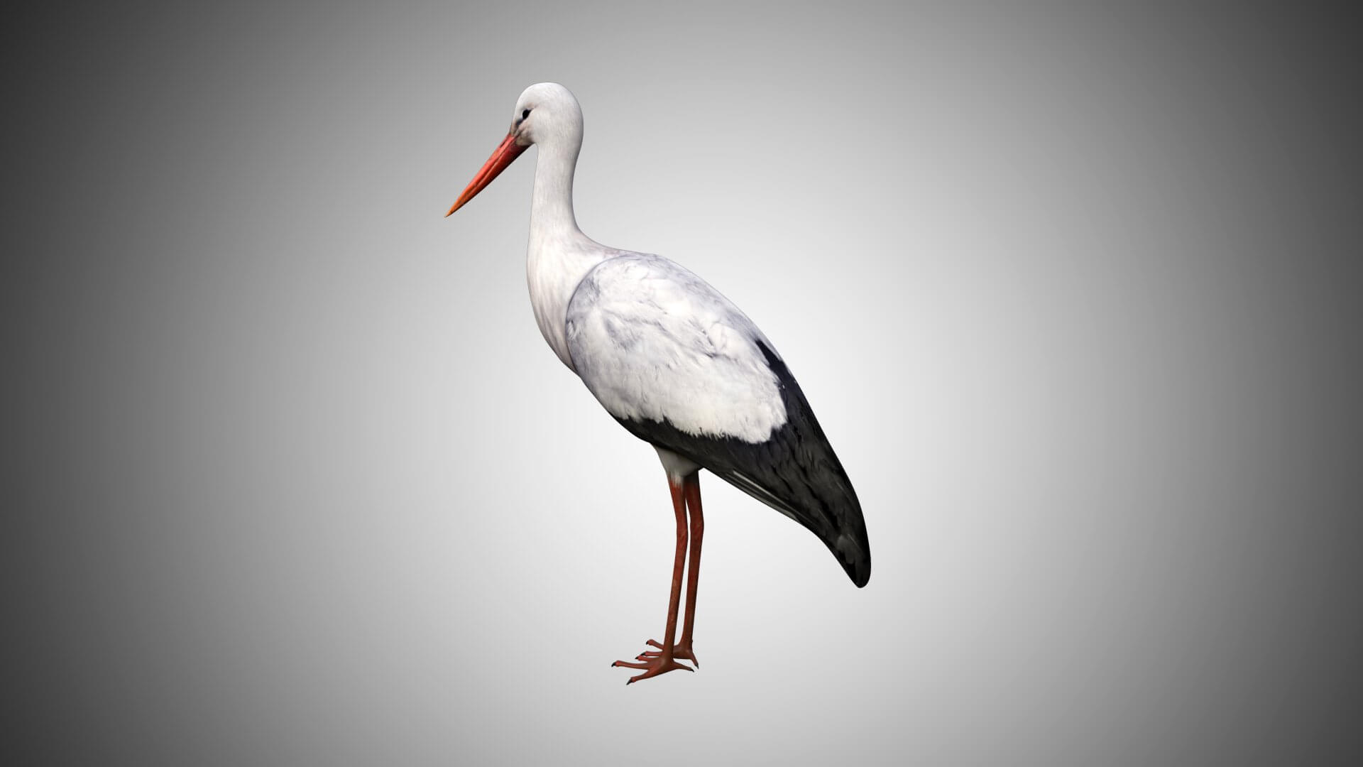 Stork - 3D Model by george55555
