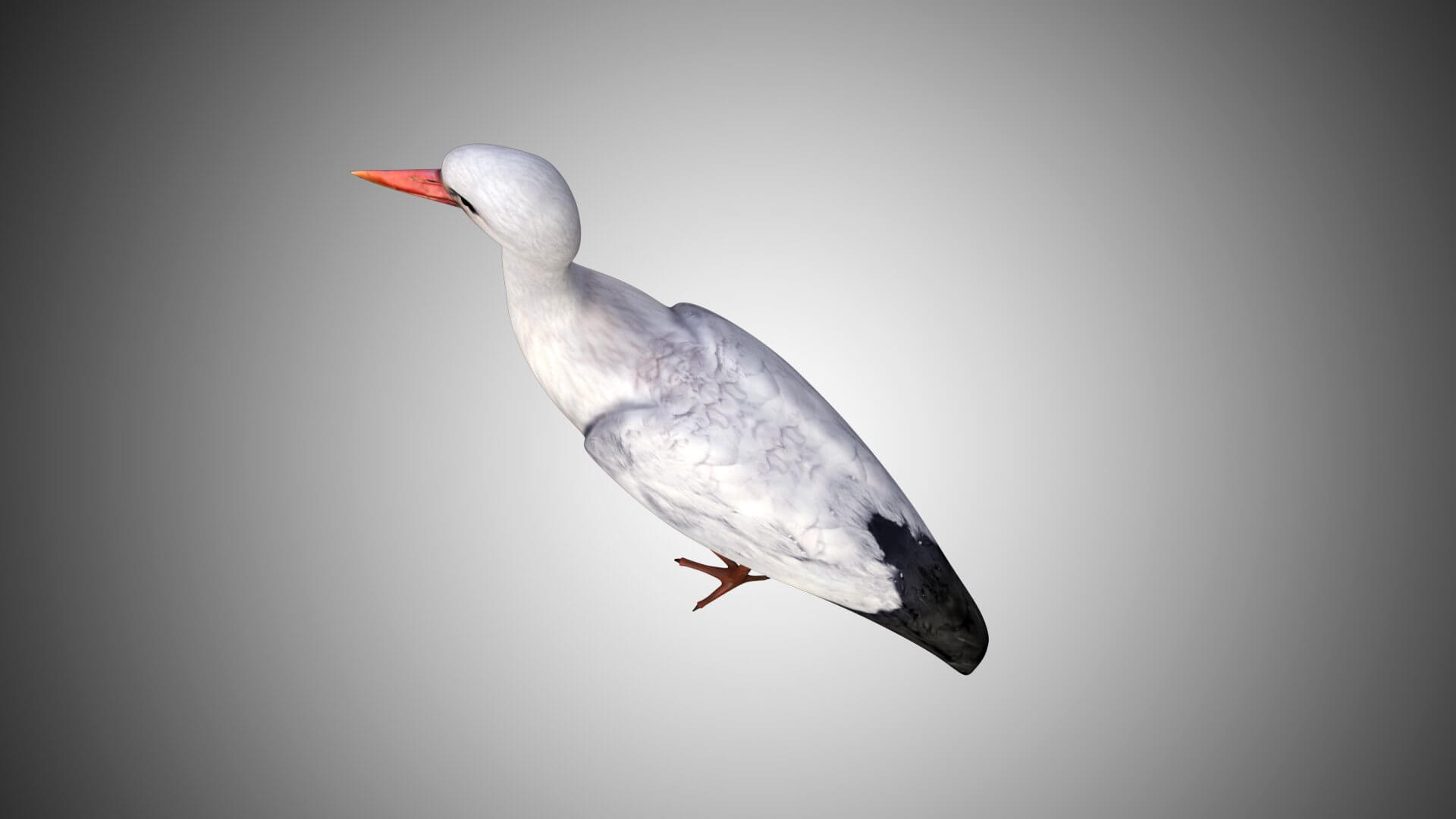 Stork - 3D Model by george55555