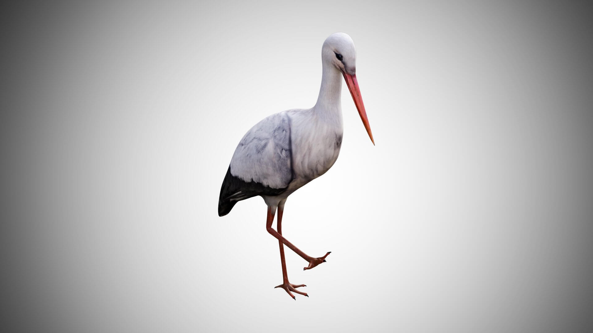 Stork - 3D Model by george55555