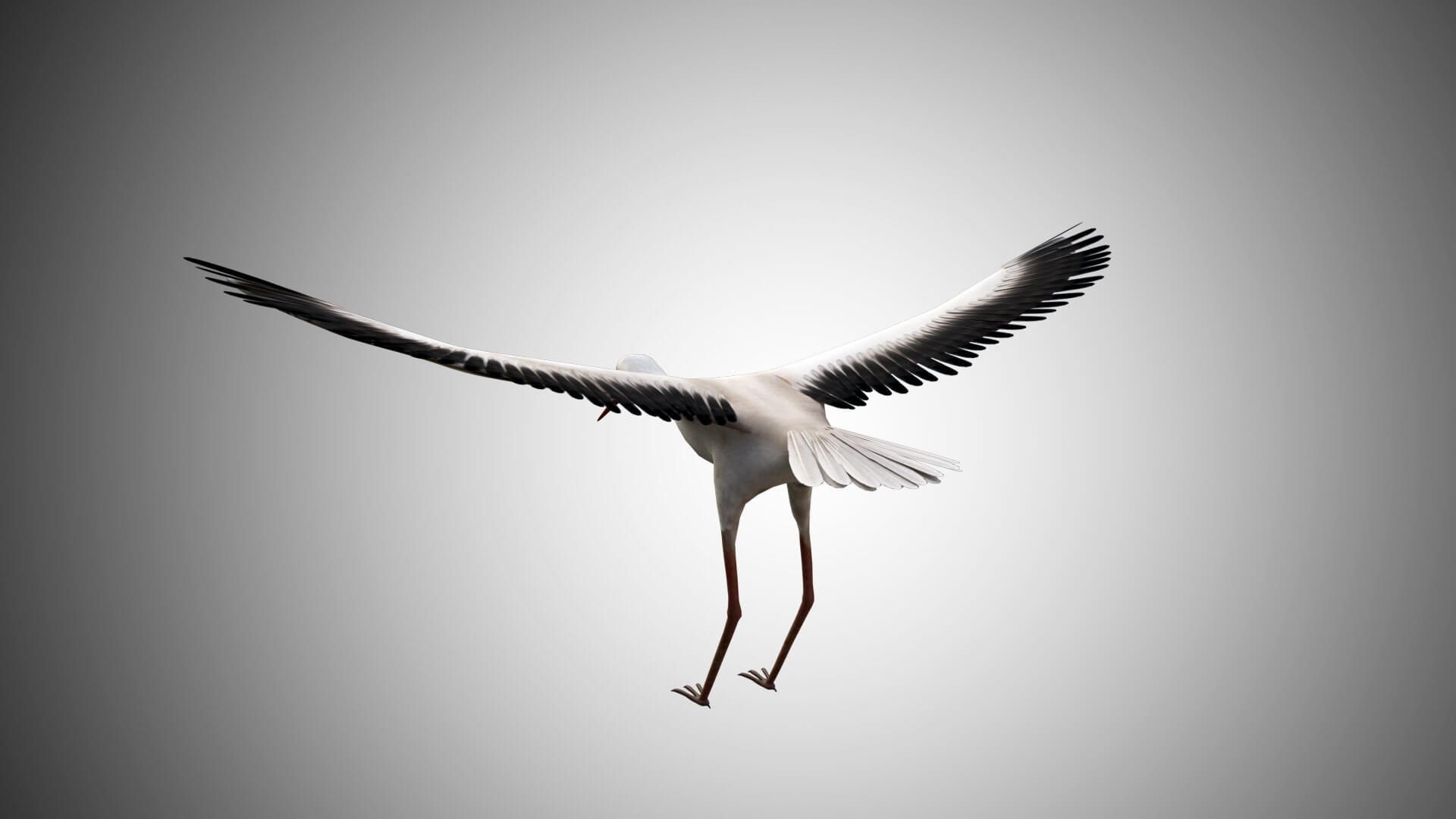 Stork - 3D Model by george55555