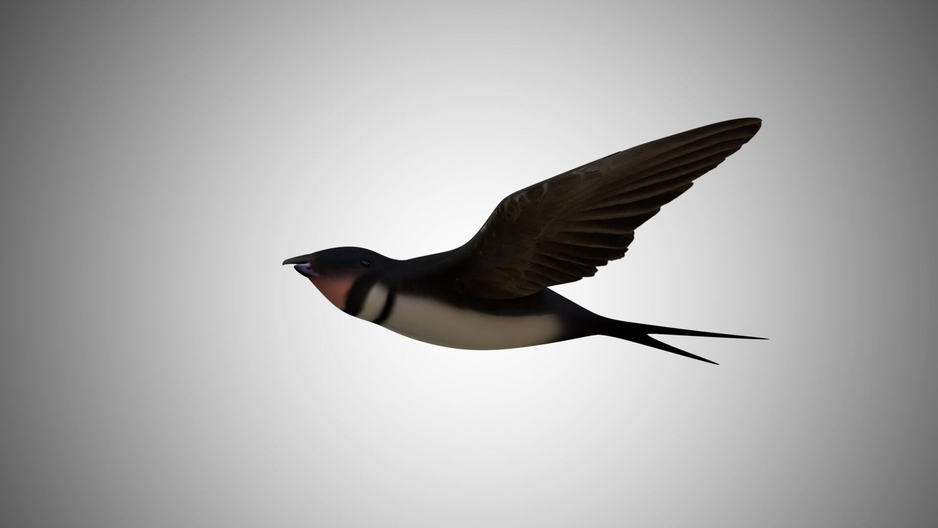 Swallow - 3D Model by george55555