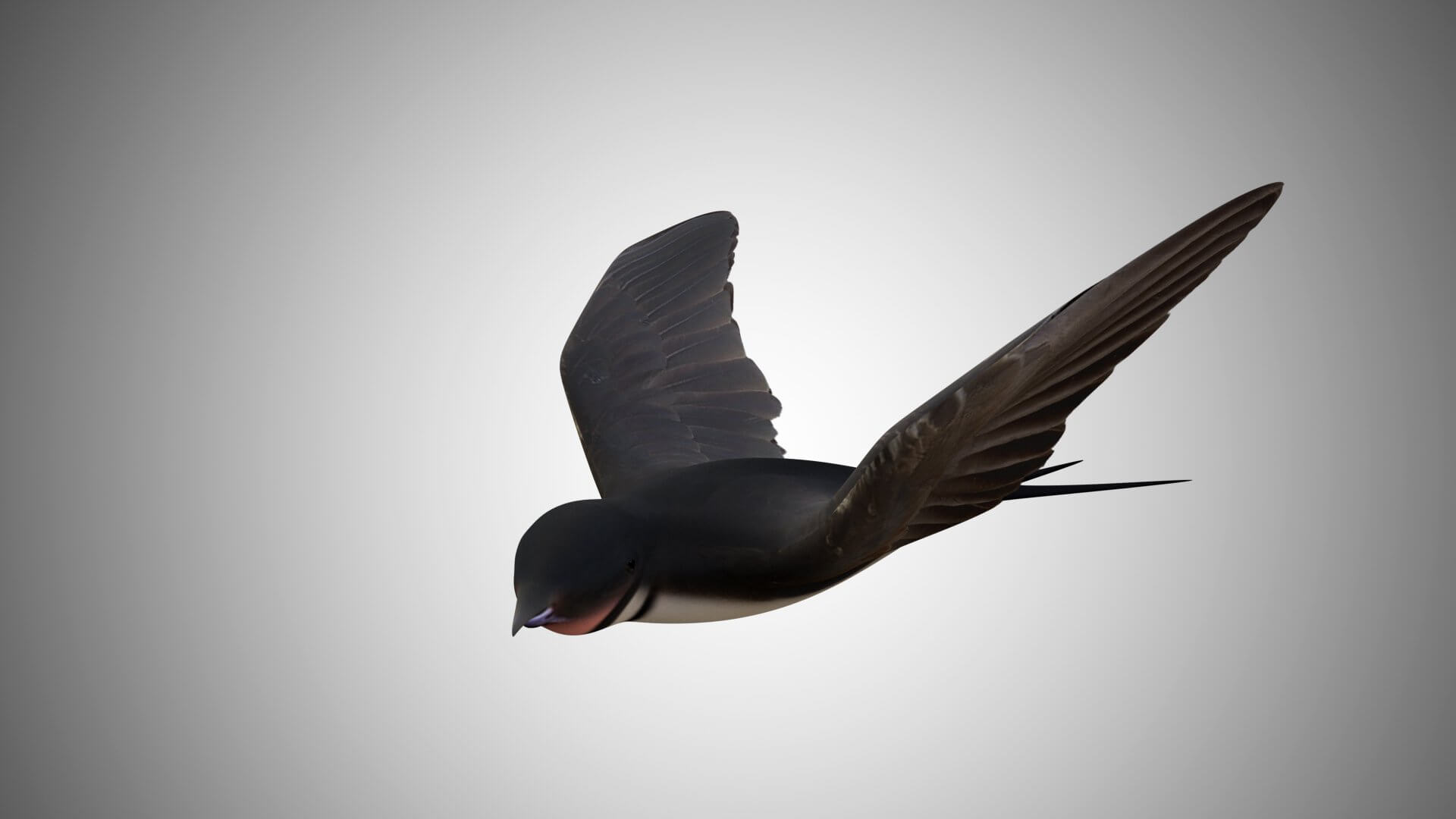 Swallow - 3D Model by george55555