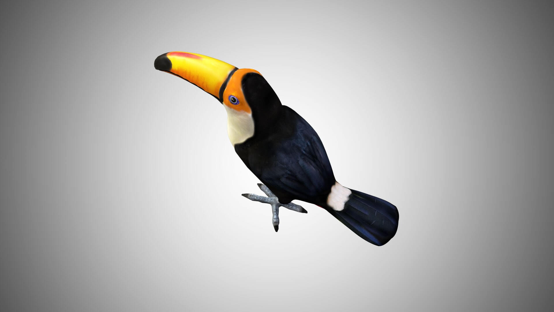 Toucan - 3D Model by george55555