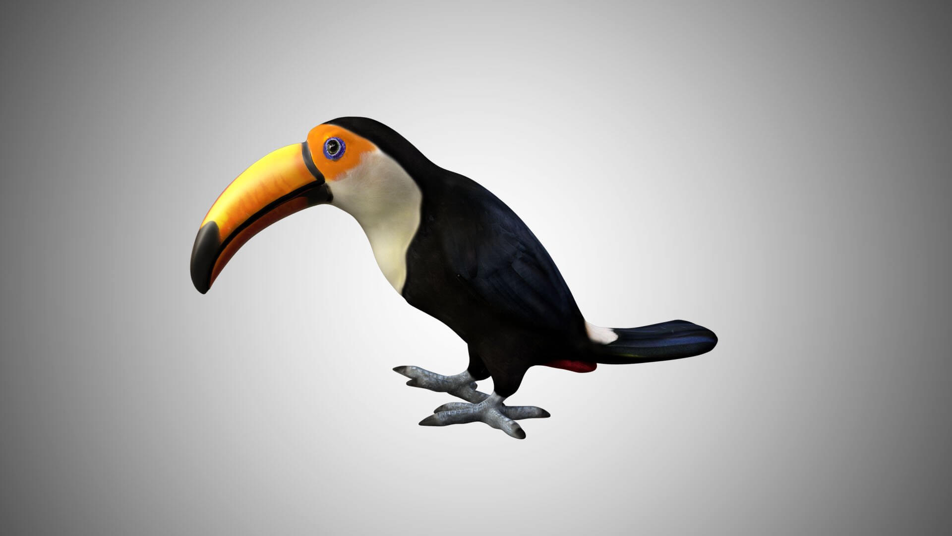 Toucan - 3D Model by george55555